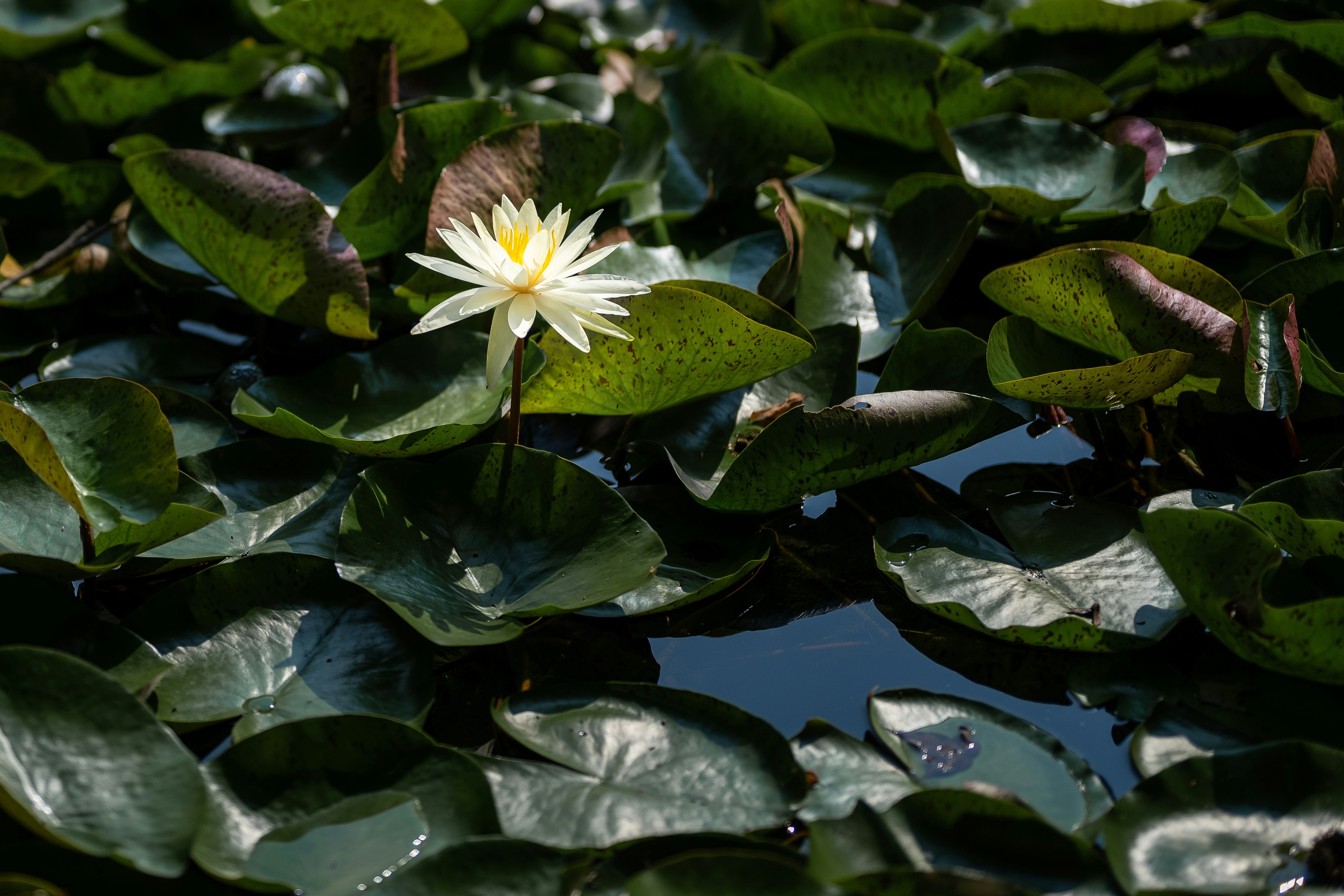 Water Lily | A single white water lily blooms among green lily pads.