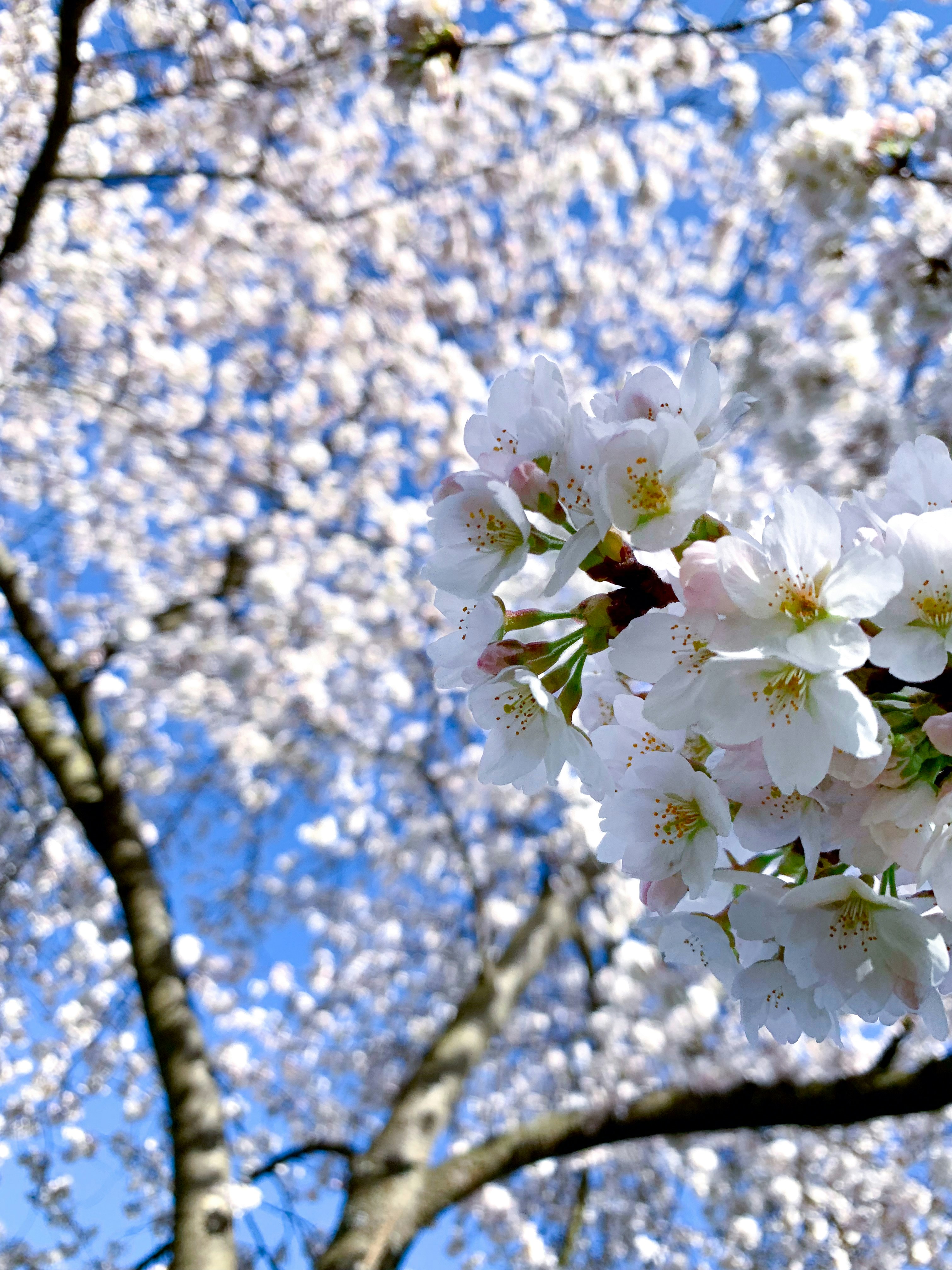 Cherry Blossom Cluster Framed by a Cobalt Spring Sky