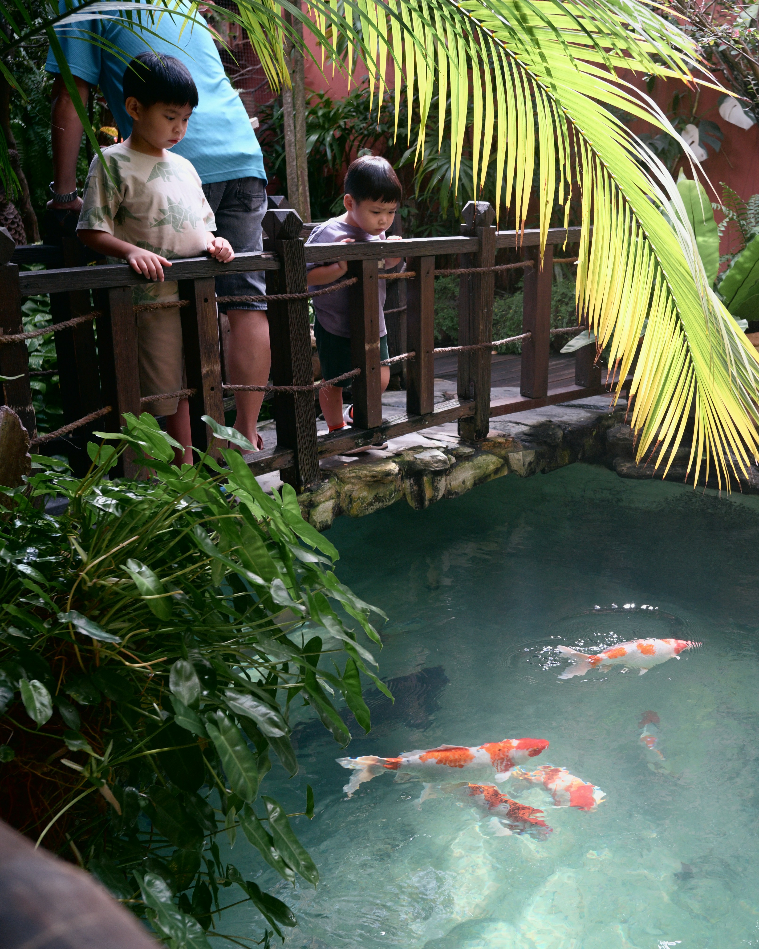 Two boys watch koi fish swim in a pond. photo – Free Street Image on ...