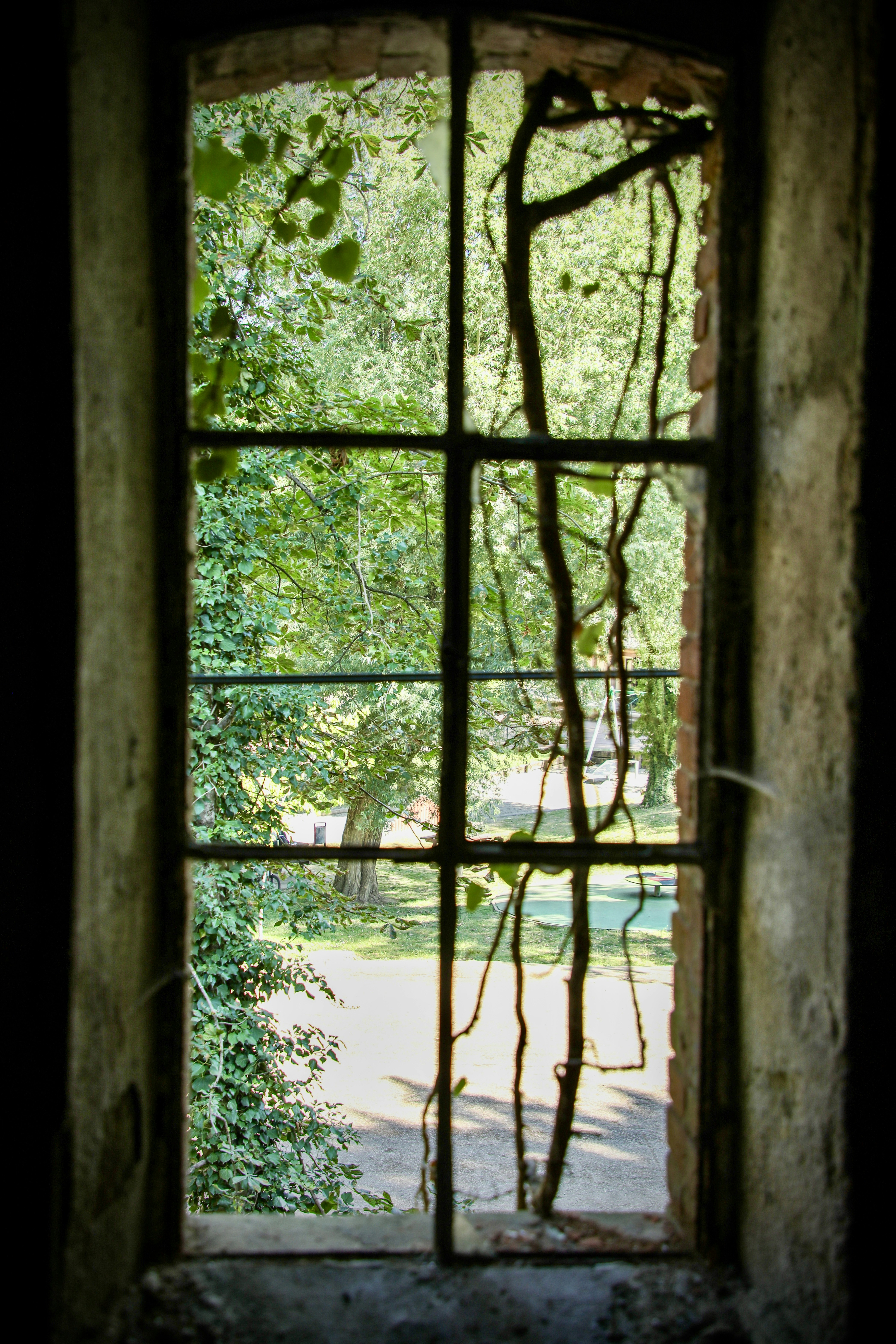Urbex : Magasin de moules, faïenceries de Sarreguemines | Vines growing on a window frame overlooking a park