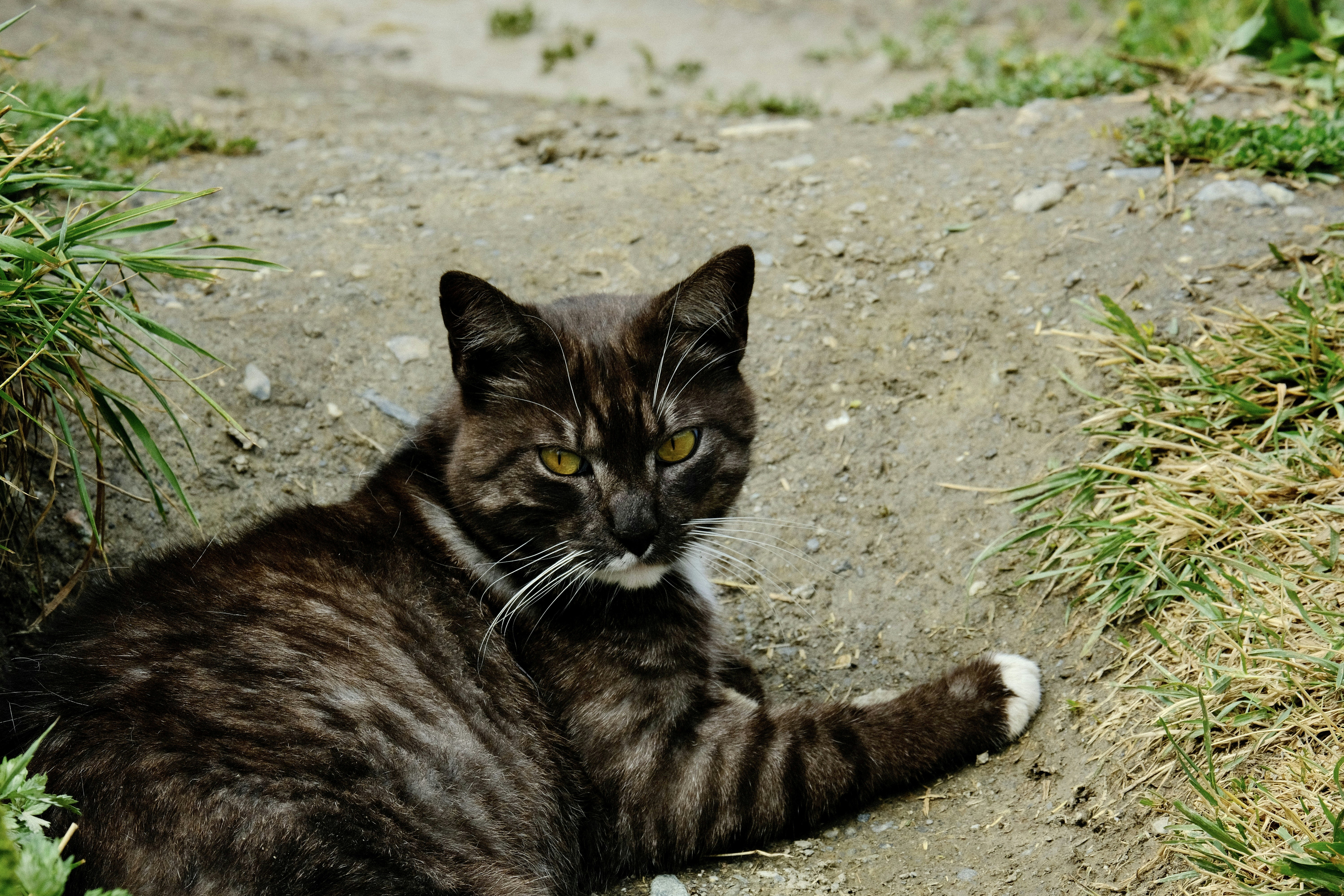 Cat in French mountain village | A dark tabby cat with yellow eyes rests outdoors.