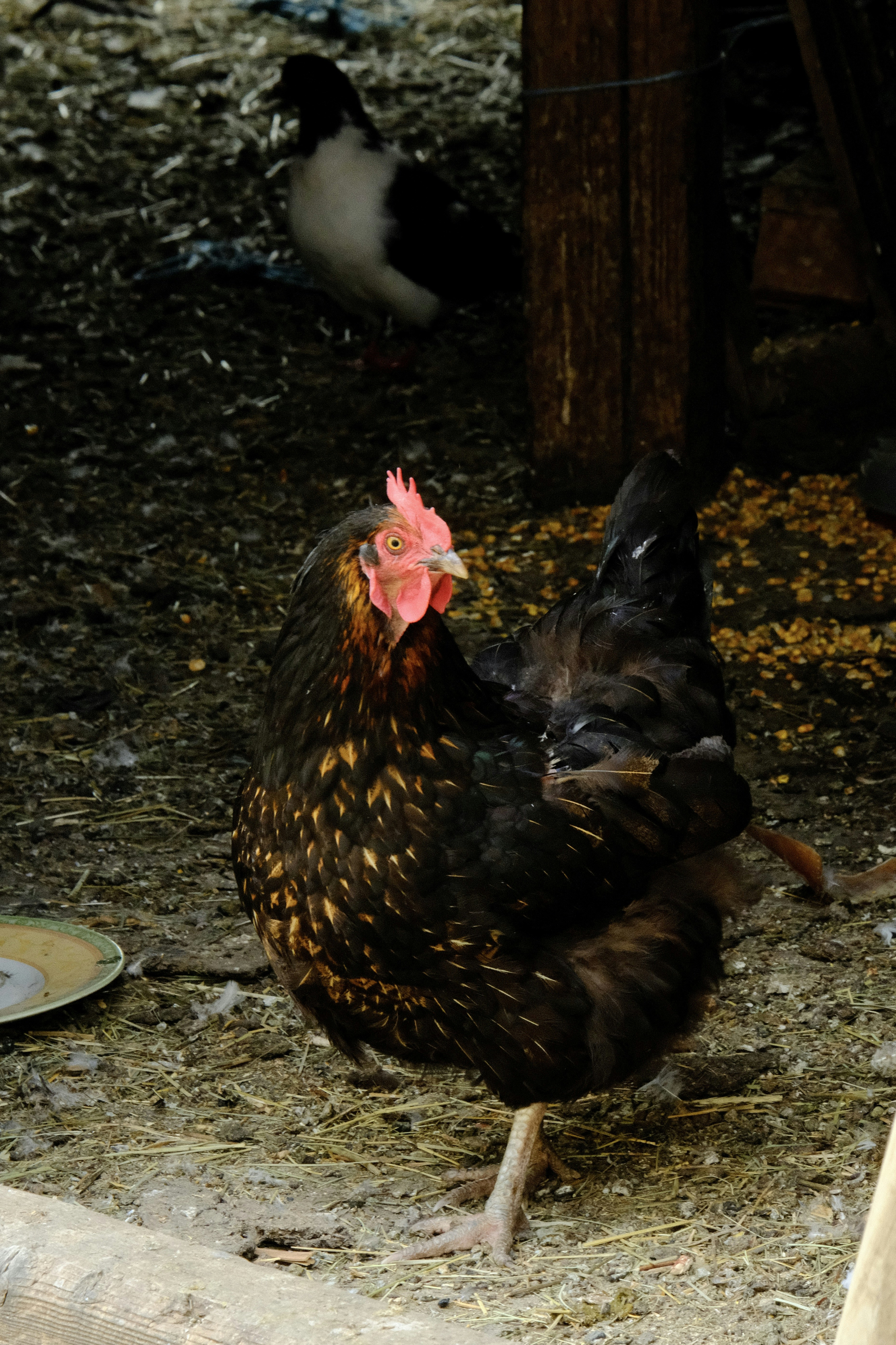 French mountain village | A black hen stands in a dirt enclosure.