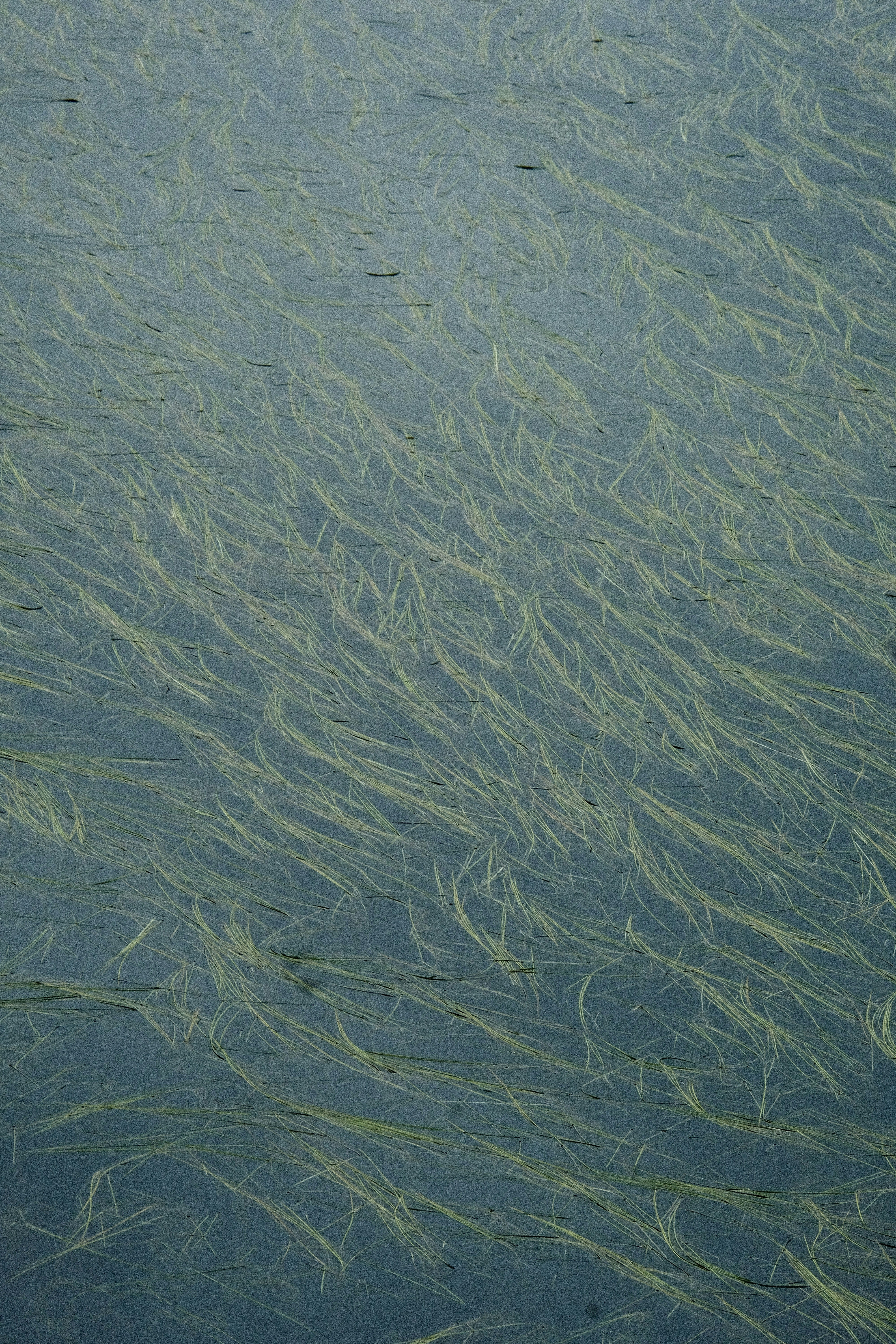 Whispers of Nature: The Dance of Water and Grass