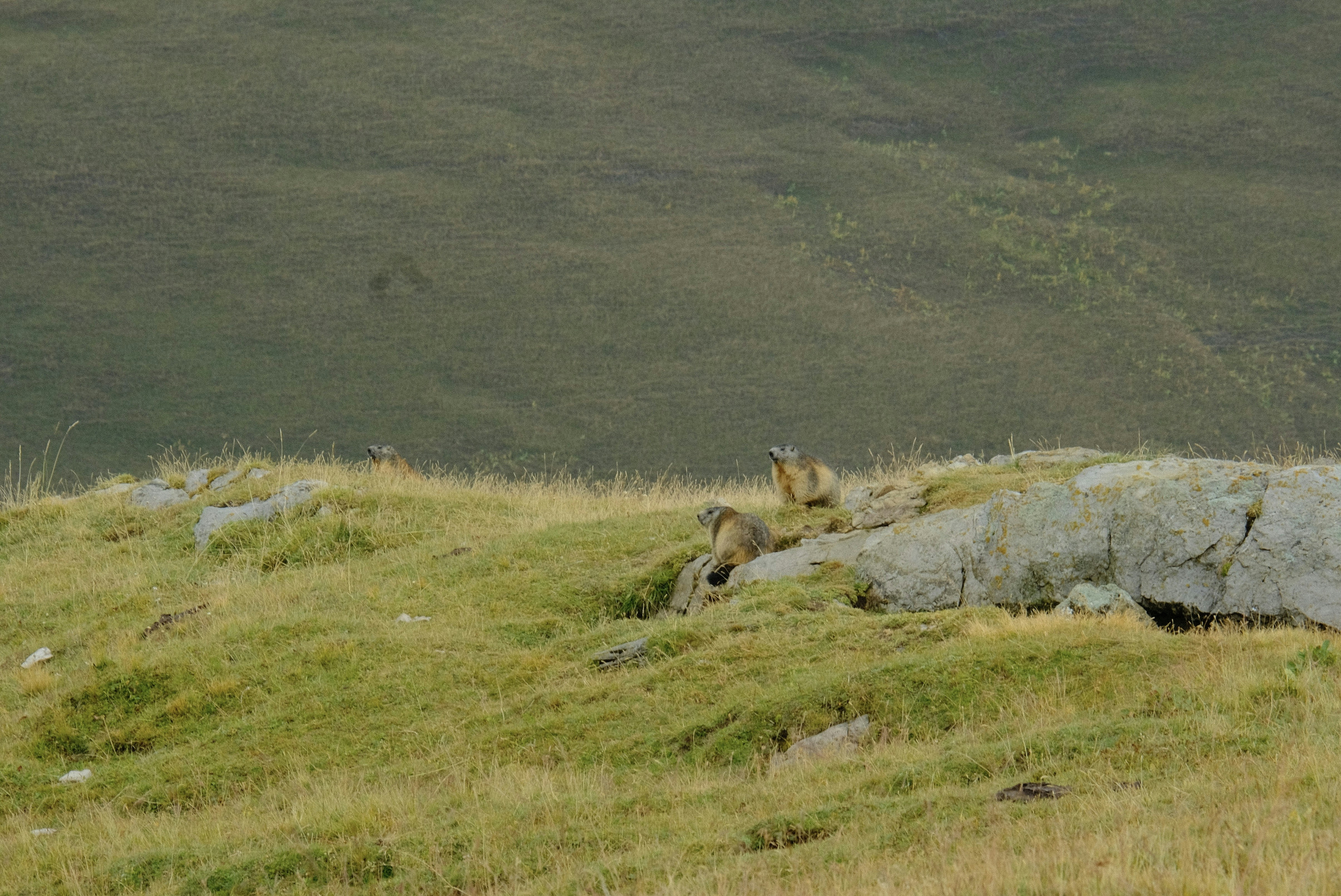 Whispers of the Highlands: A Moment in Nature