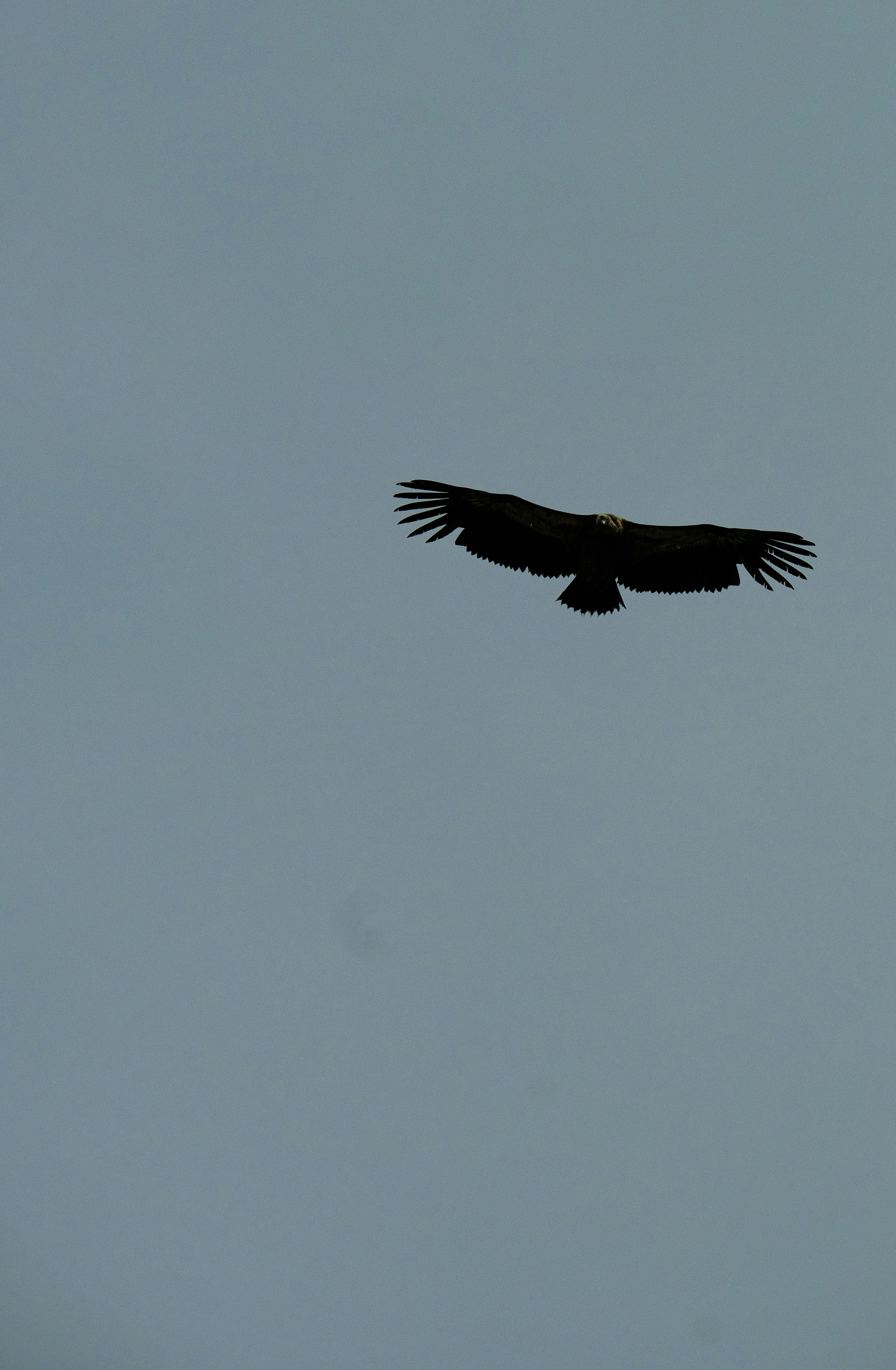 Majestic Soarer: The Eagle's Domain