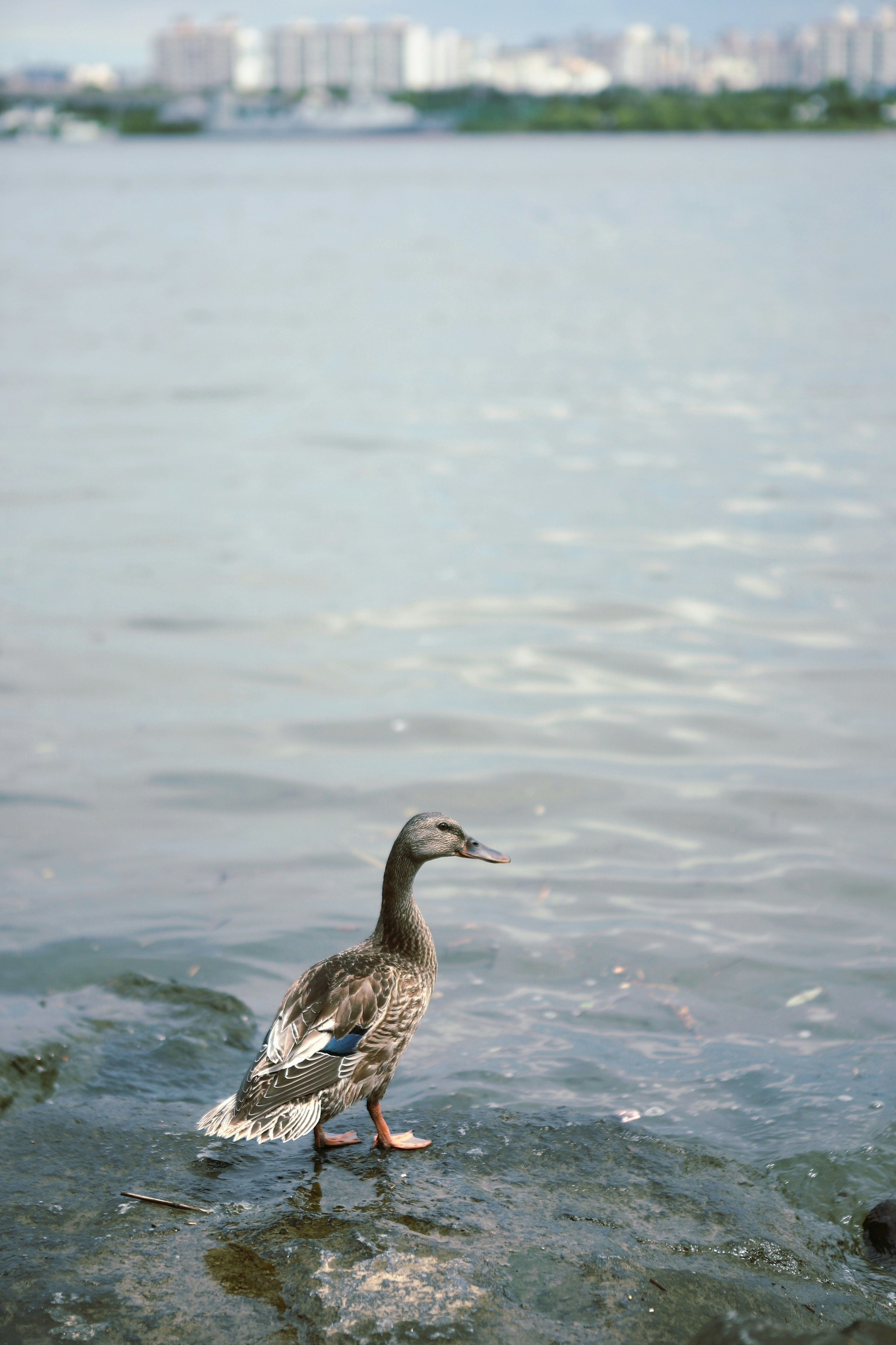 Graceful Encounter: A Duck's Riverside Stroll