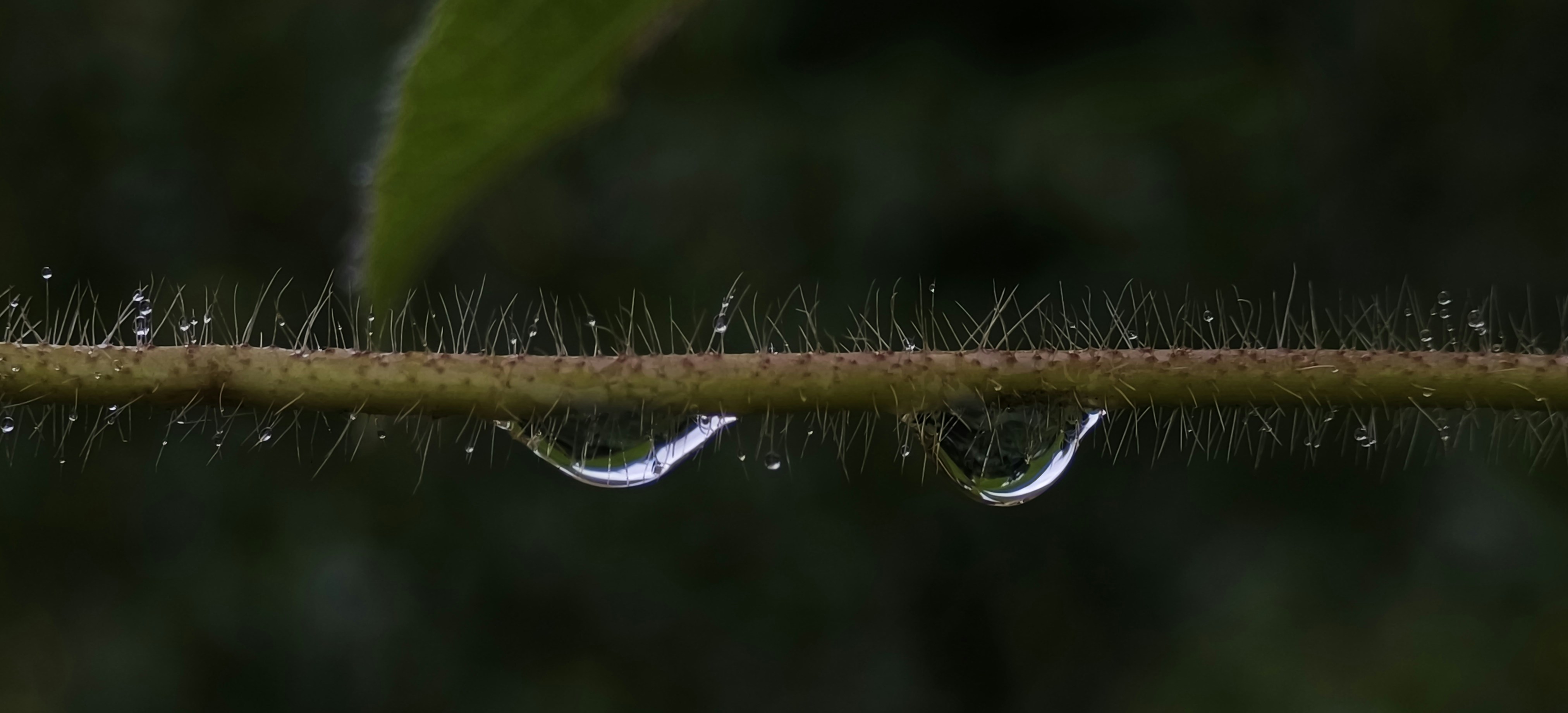 Close-up of dew droplets suspended on a slender stem, showcasing intricate details of nature's design.