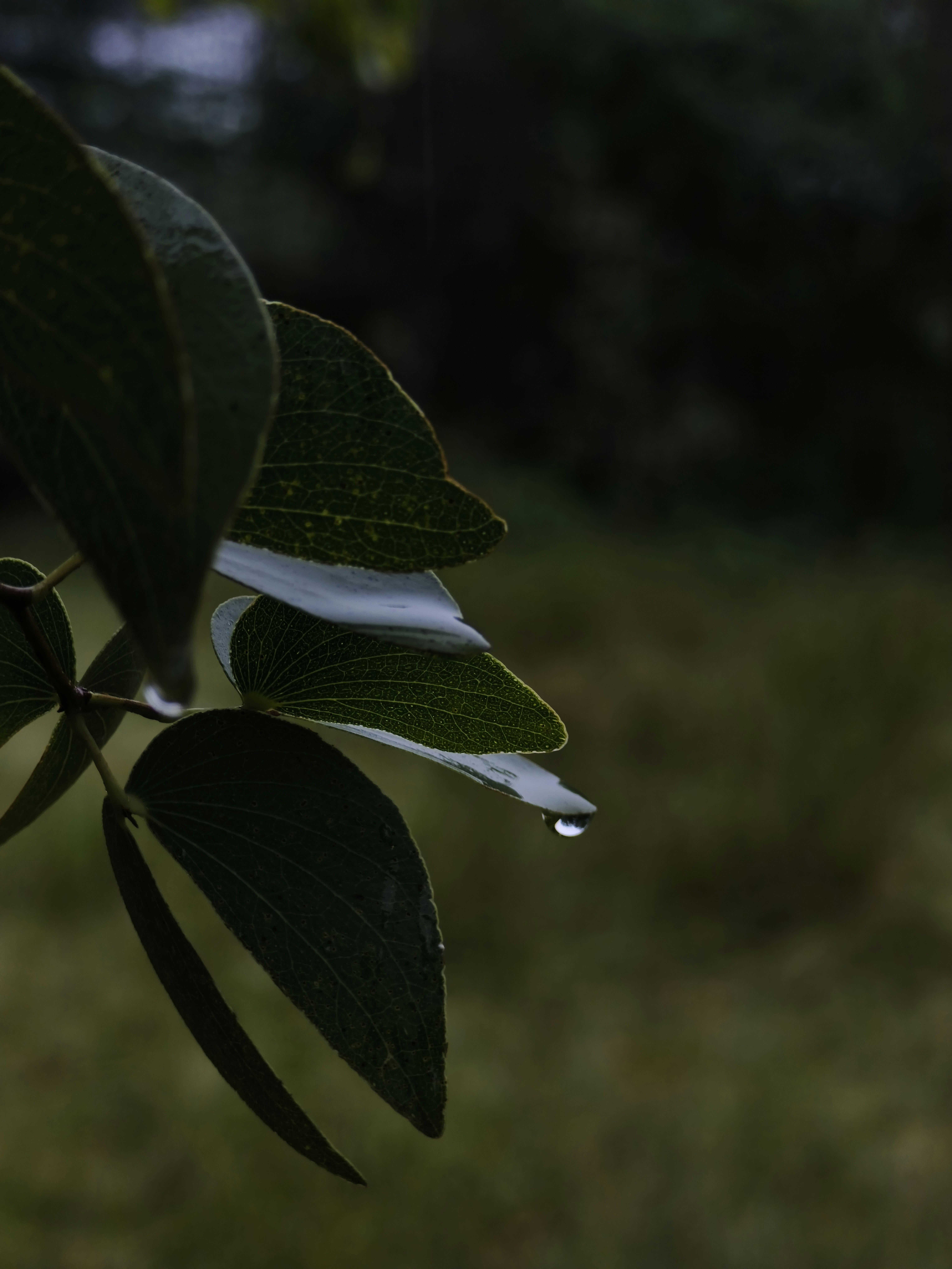Close-up of green leaves with a droplet of water clinging to the edge, set against a blurred natural backdrop. The image captures the serene essence of a rainy day.