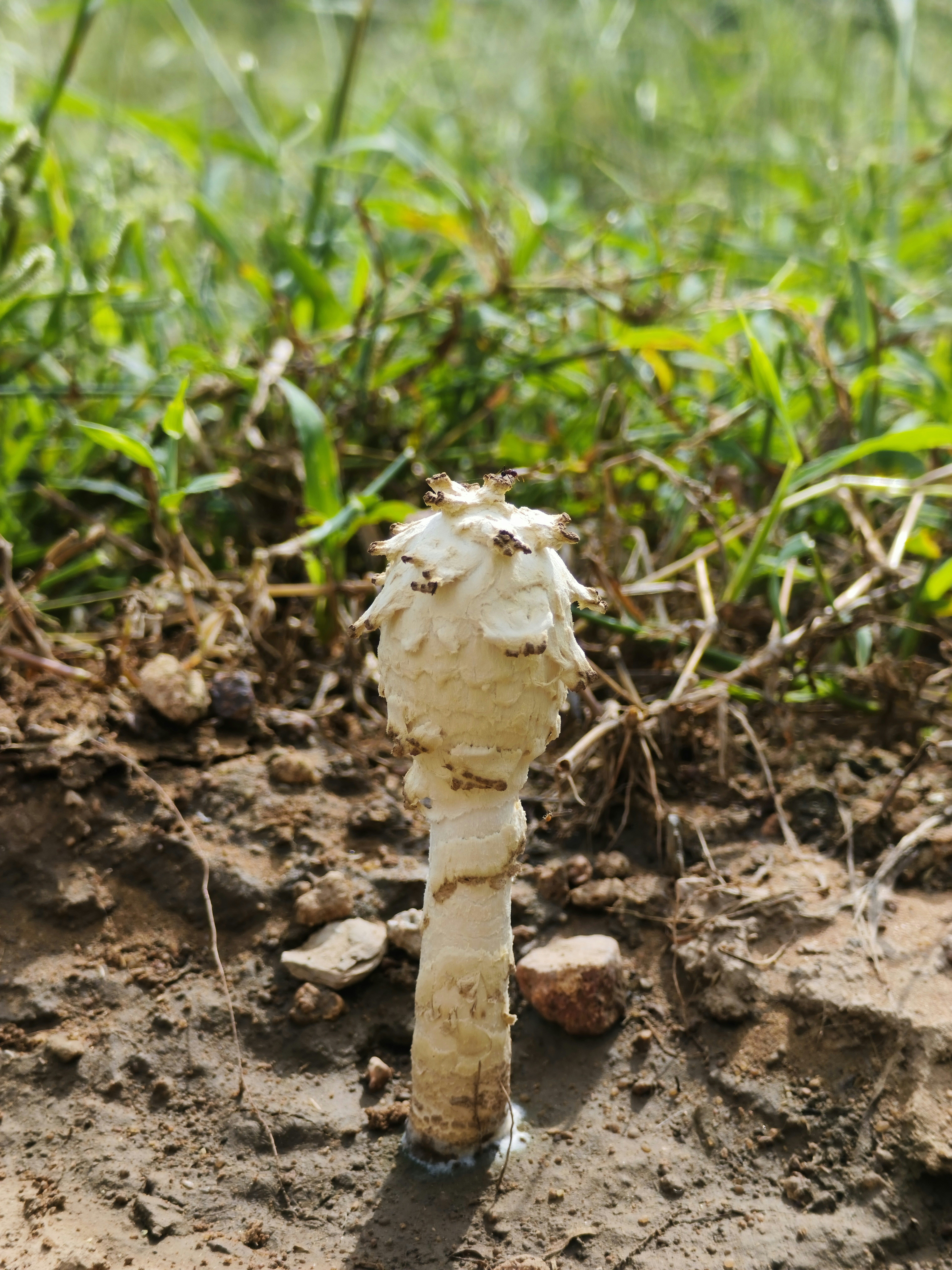 Unique mushroom emerging from the earth amidst lush greenery, showcasing intricate textures and patterns.
