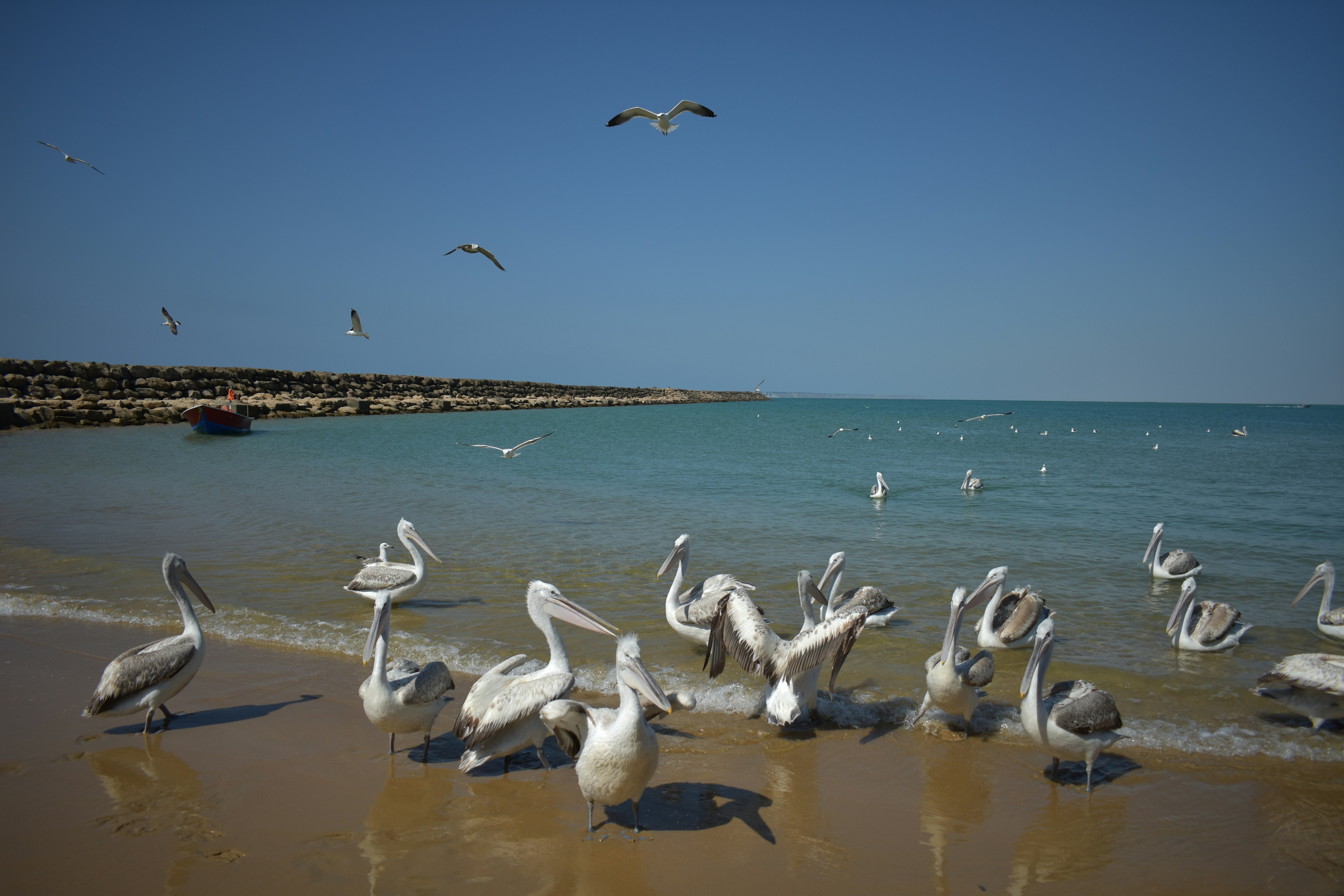 A flock of pelicans gathered on the sandy beach by the turquoise sea, with a small fishing boat and breakwater in the background. | Pelicans and seagulls gather on a sandy beach by the ocean.