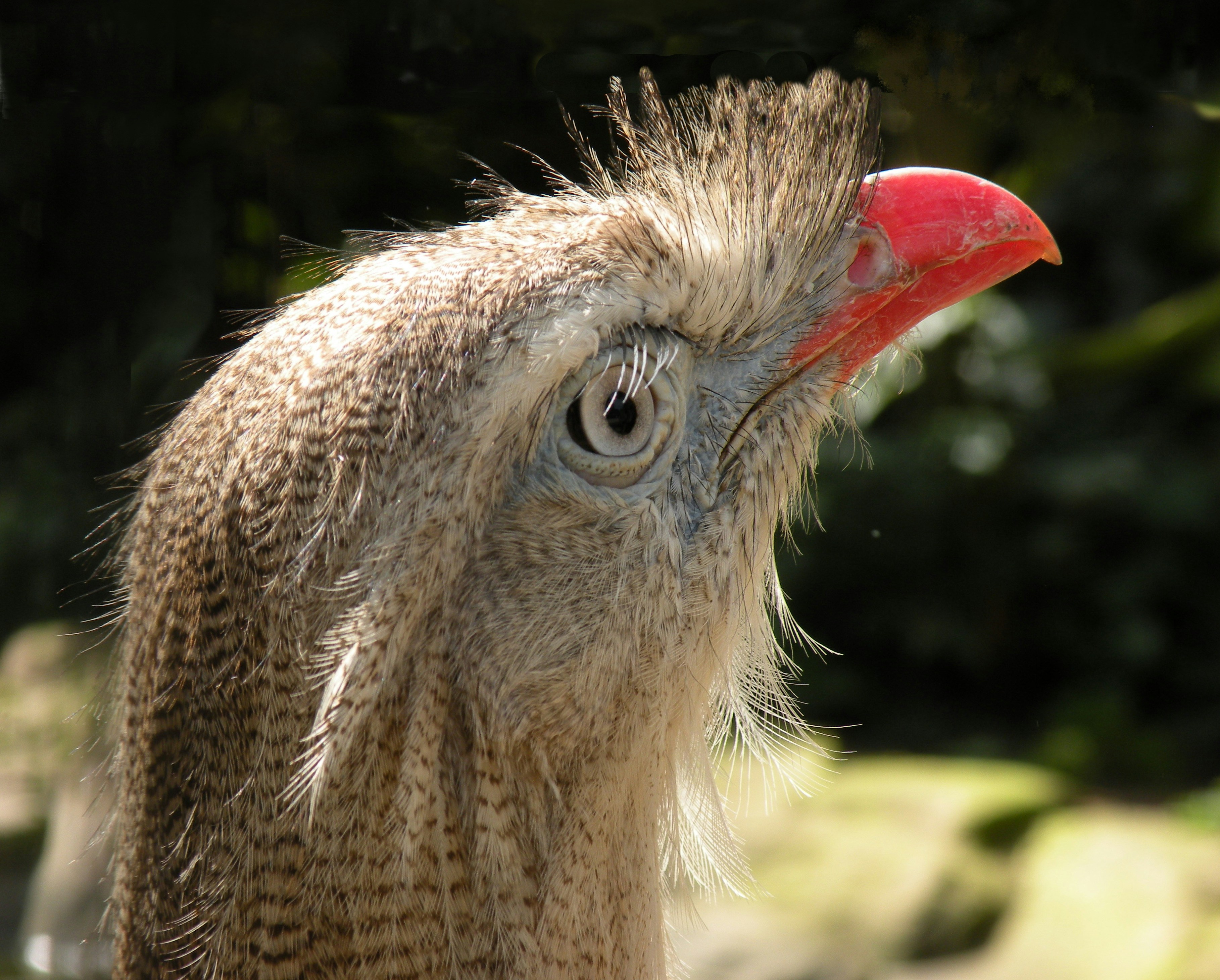 This bird is a Red-legged Seriema (Cariama cristata) | A close-up profile of a crested seriema bird.