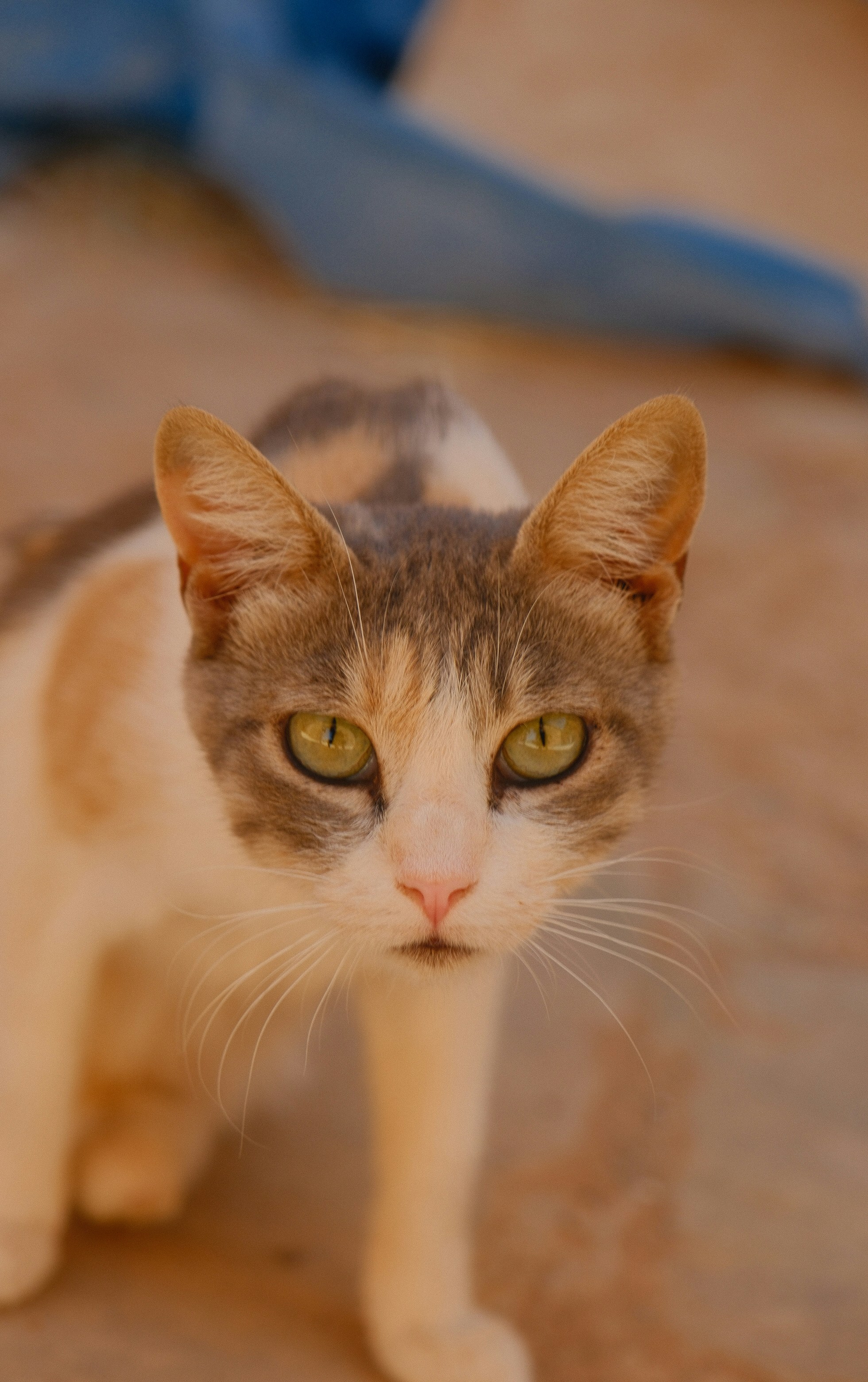 Whiskered Curiosity: A Feline Encounter