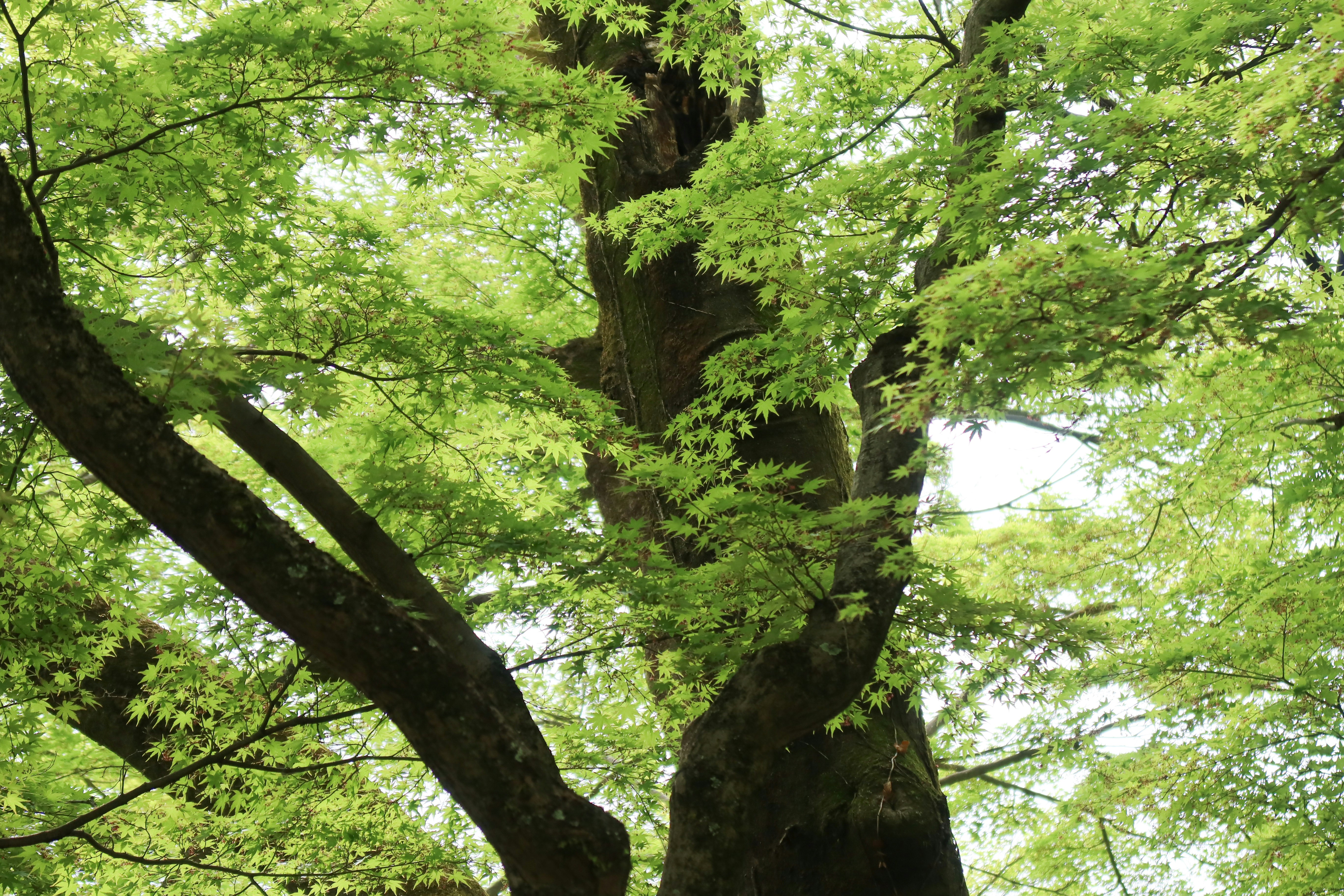 Whispers of the Canopy: A Study in Greenery
