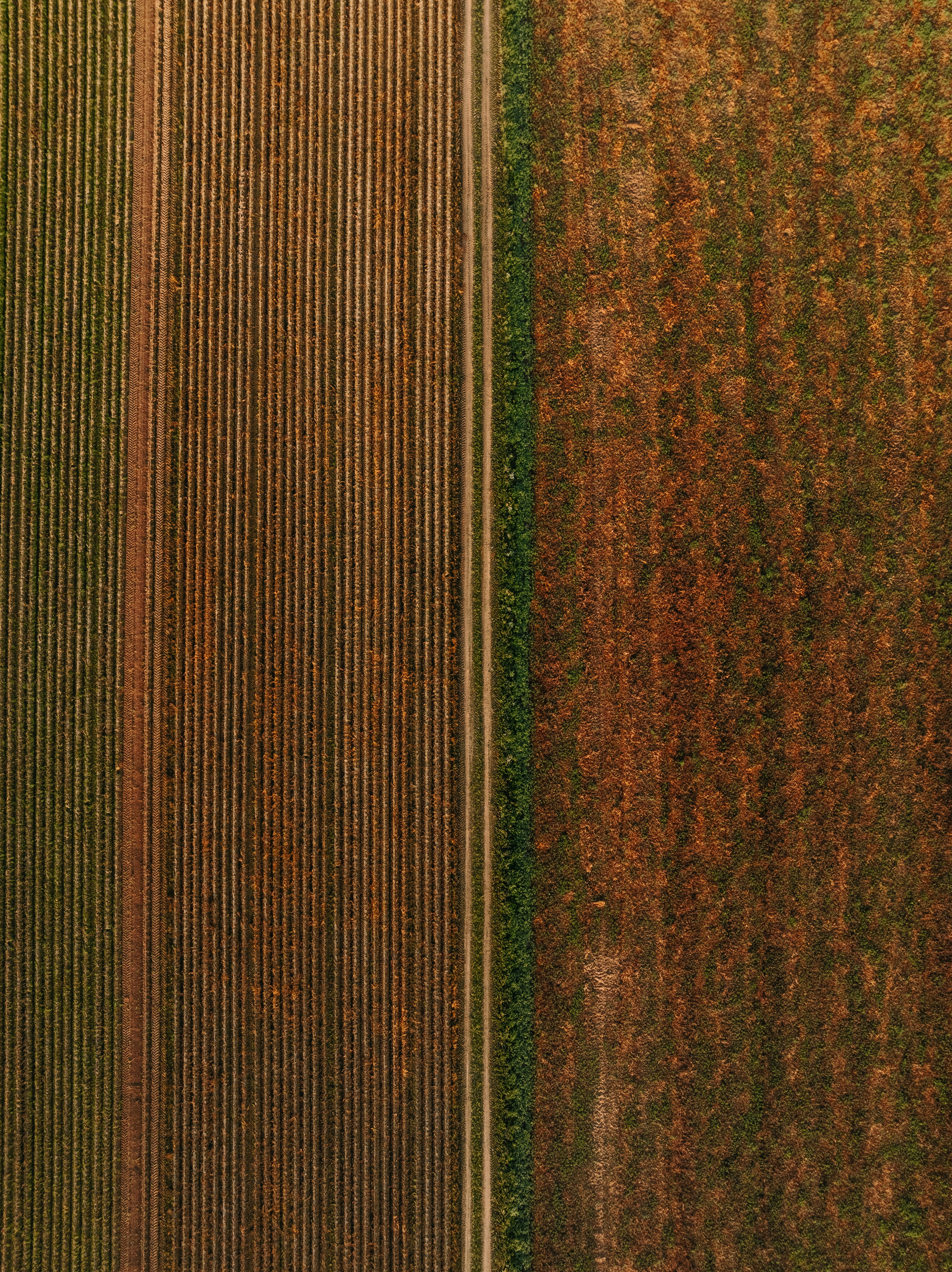 Aerial view of agricultural fields divided by a path