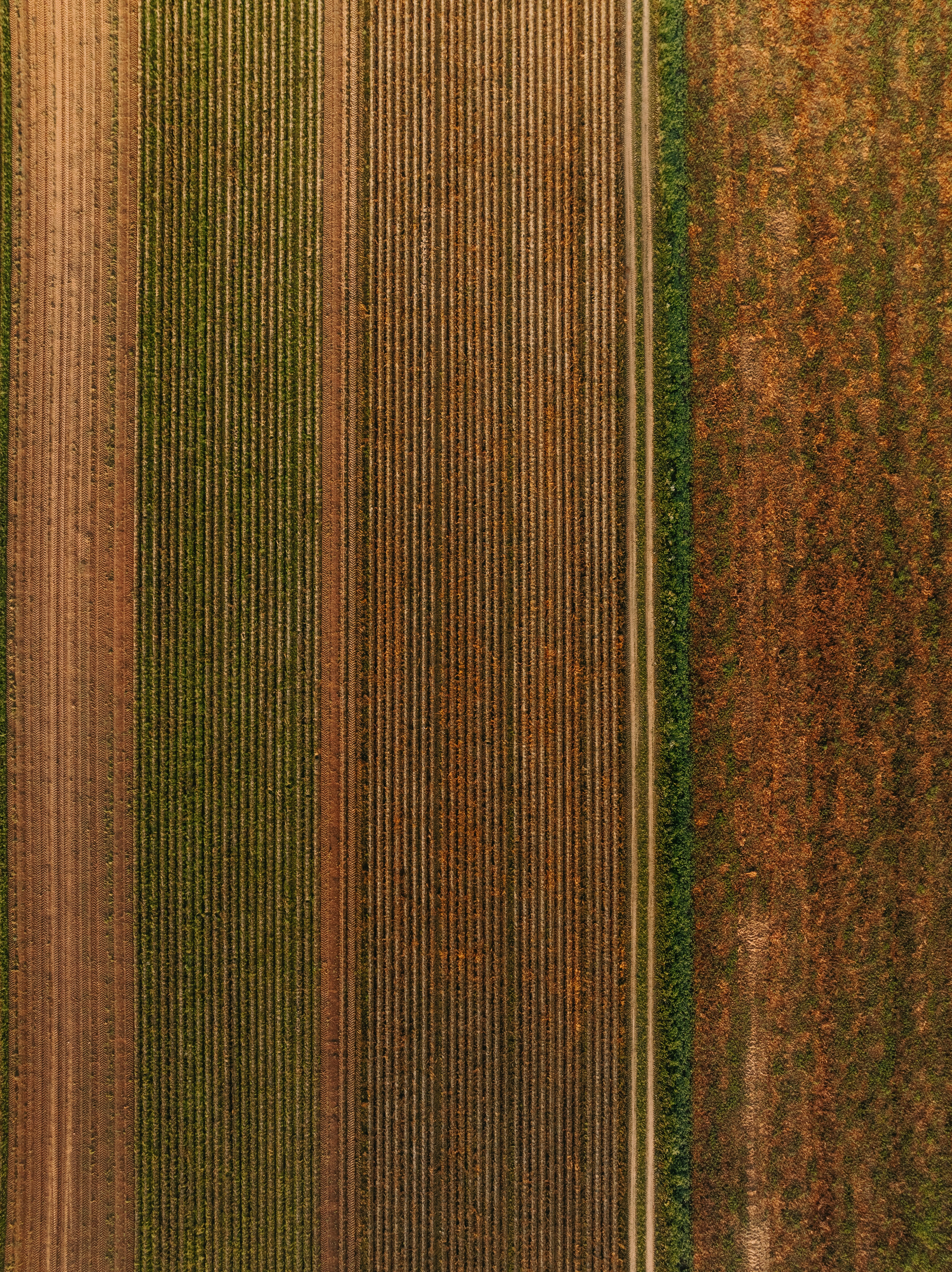 Symphony of Rows: Aerial Harmony in Agriculture