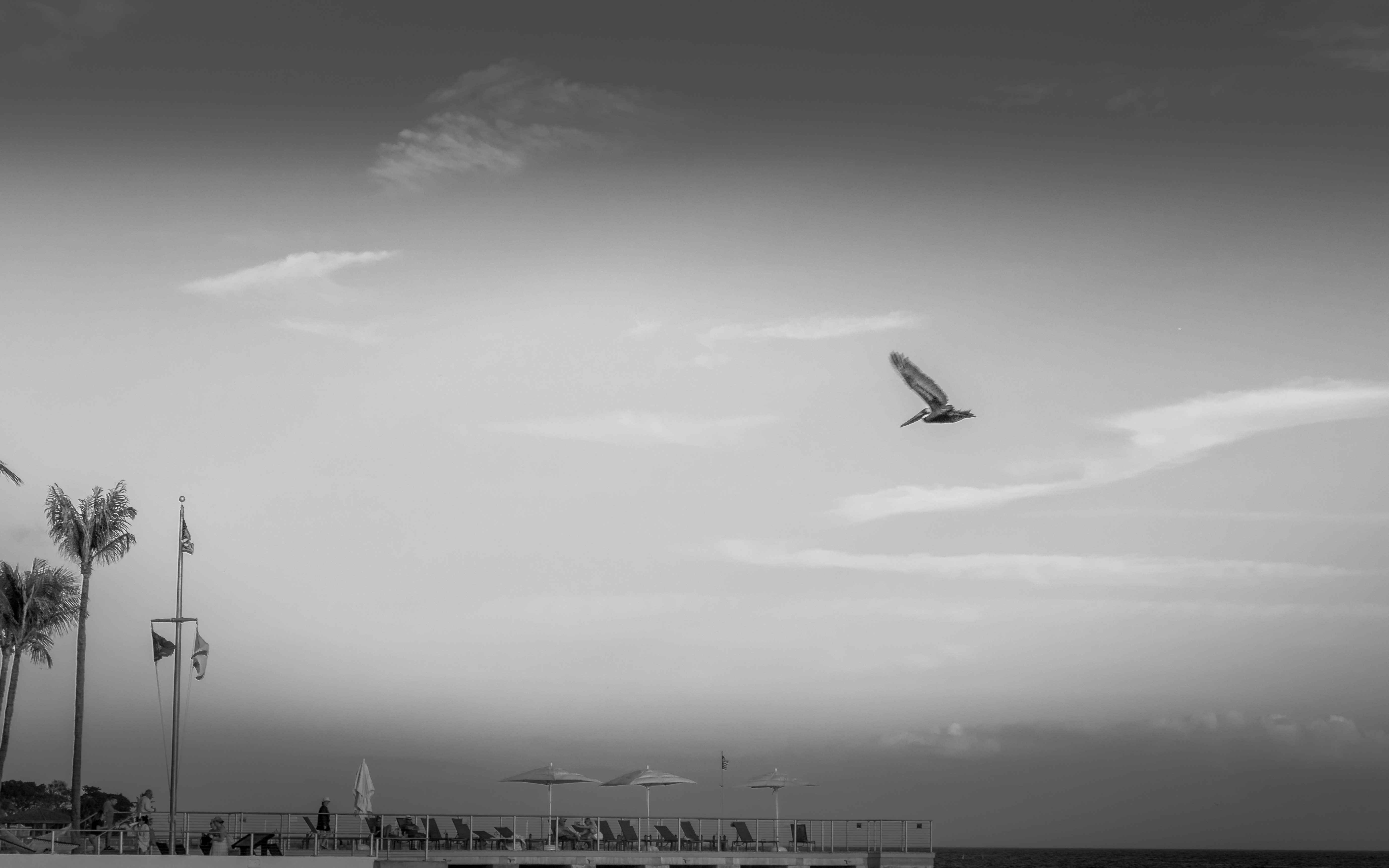 A bird flying across the open sky. | A bird flies over a beach with palm trees.