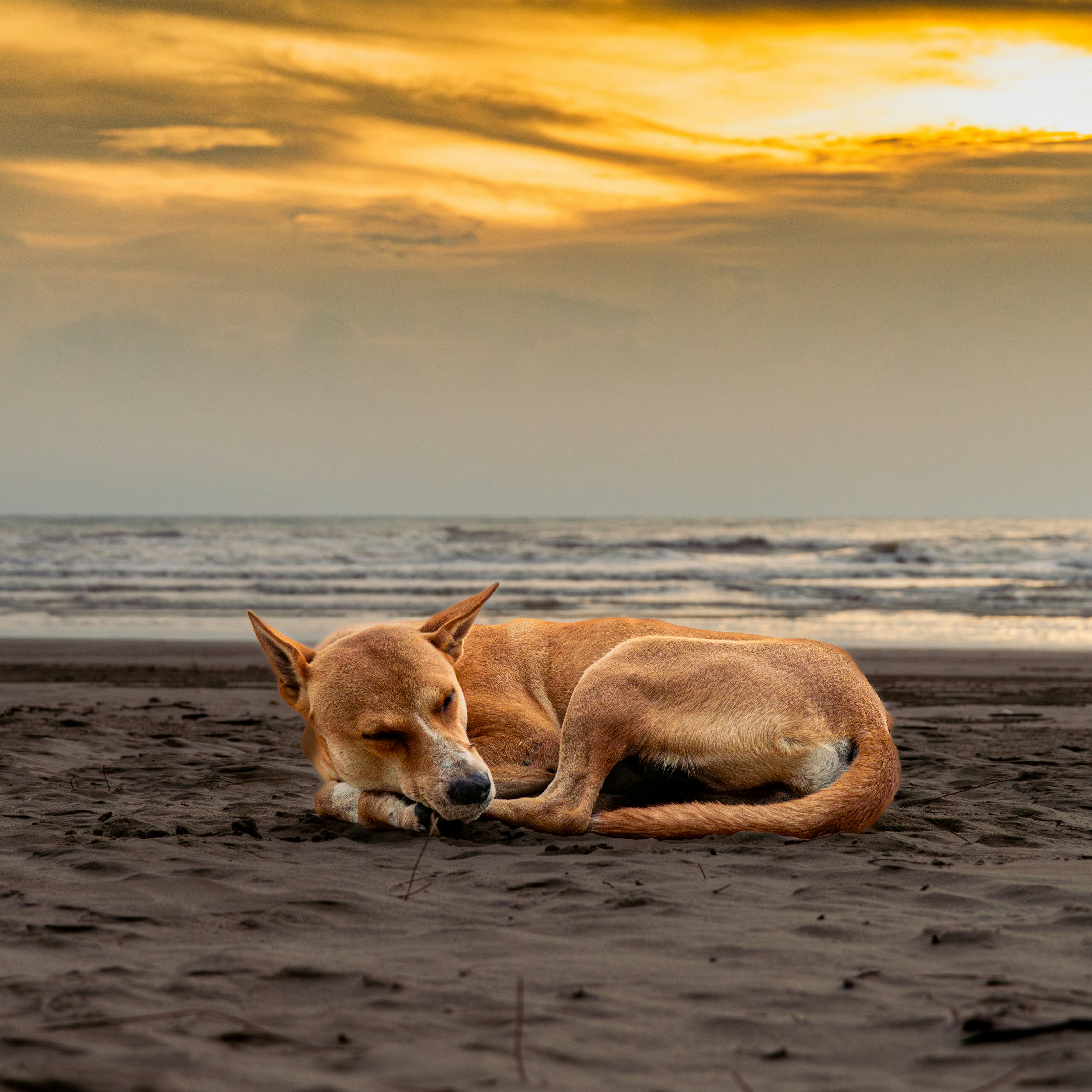 A dog peacefully resting on a sandy beach, with a vibrant sunset casting warm hues across the sky. The calm waves gently lap at the shore.