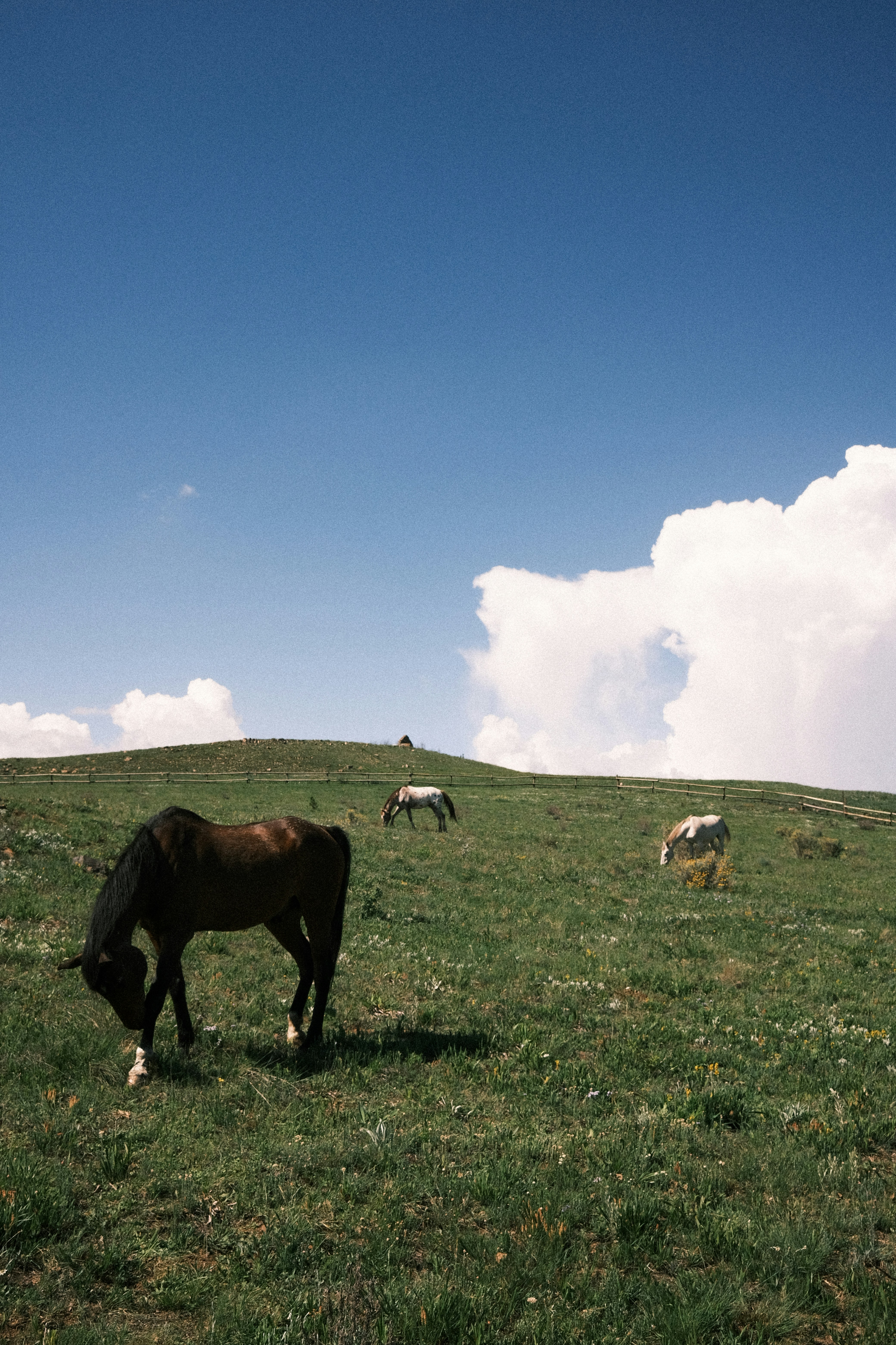 Equine Serenity Under Vast Skies