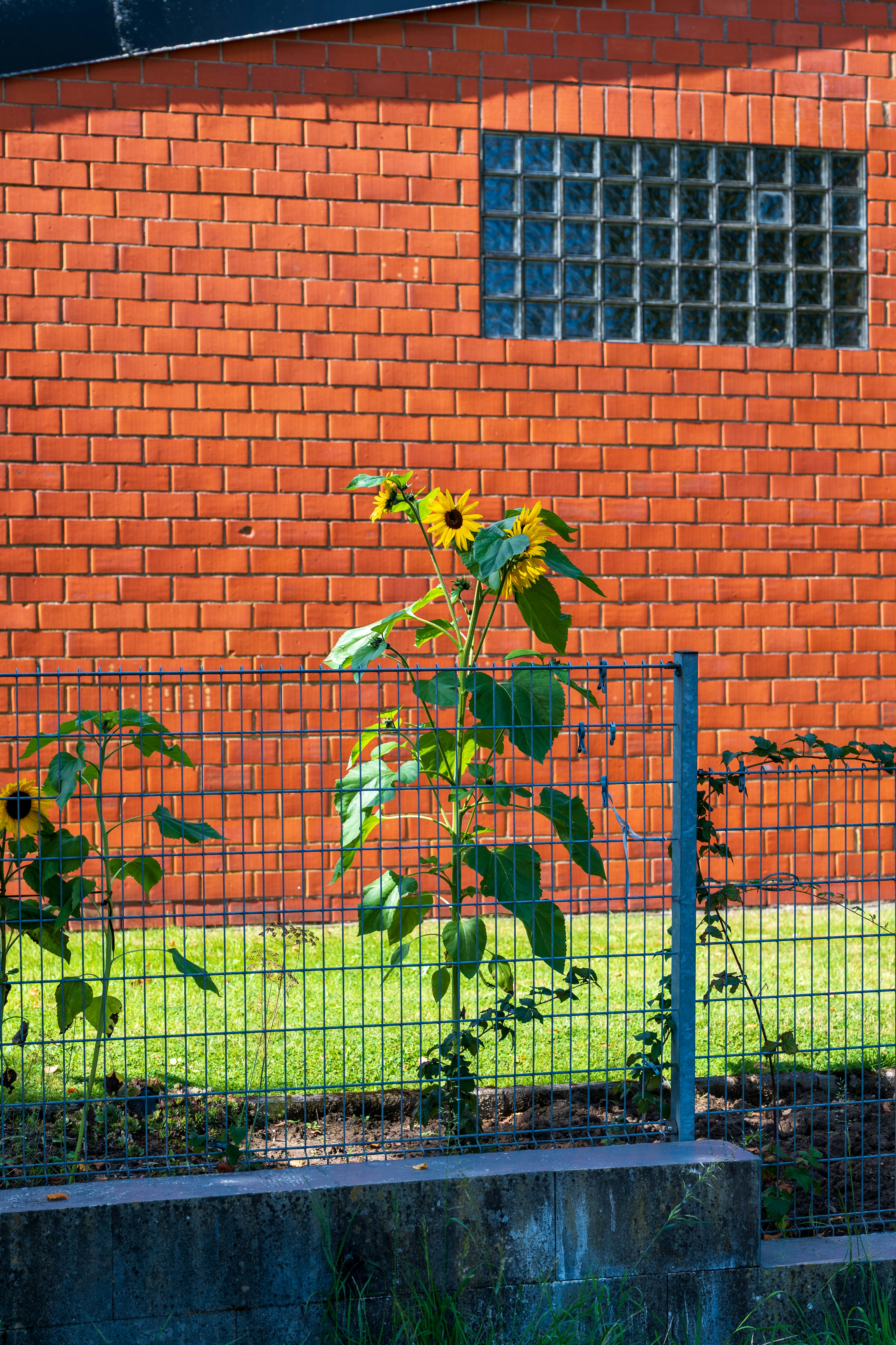Sunflowers Against Red Brick: A Quiet Urban Bloom