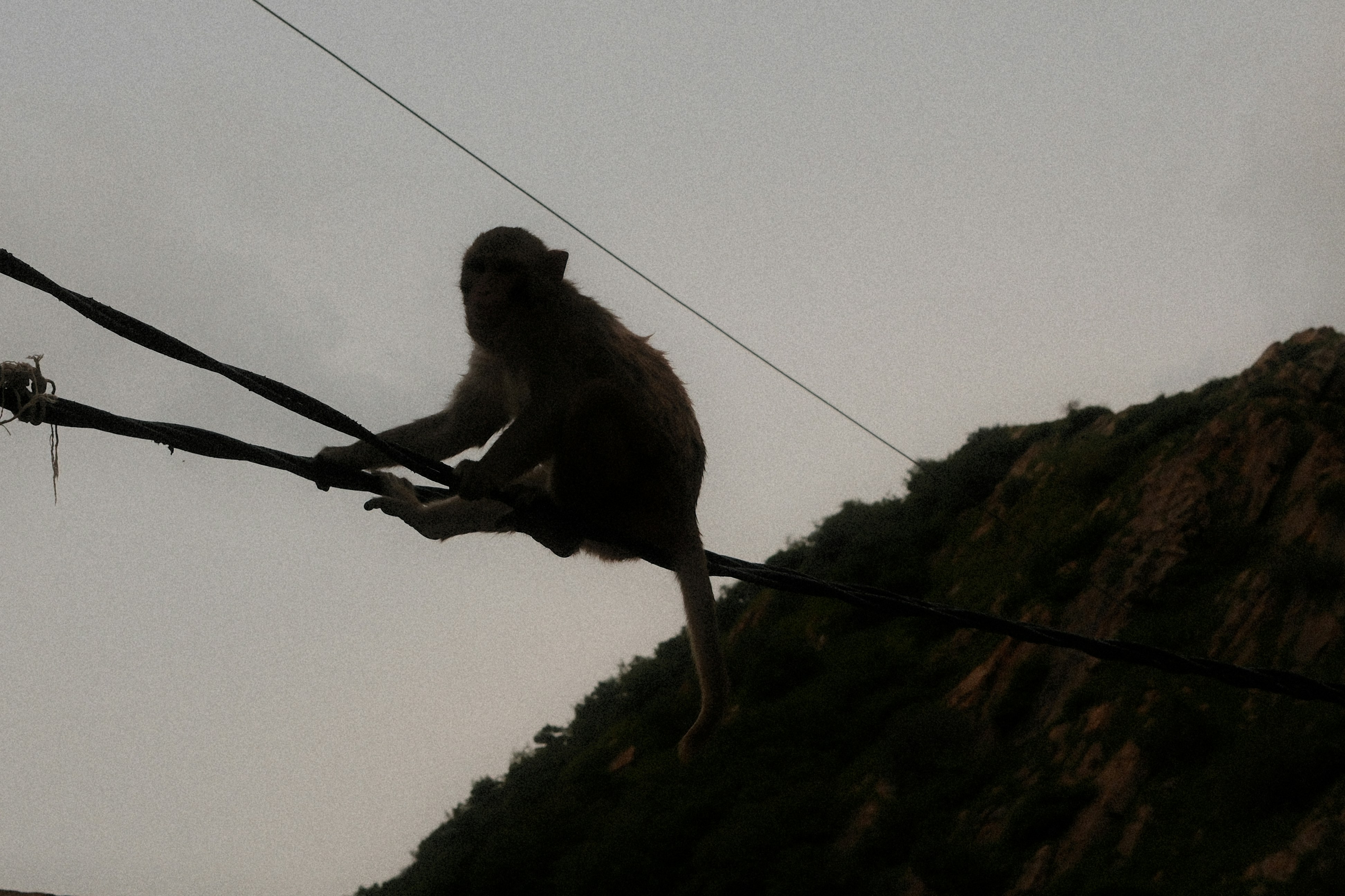 A Balancing Act: The Urban Monkey