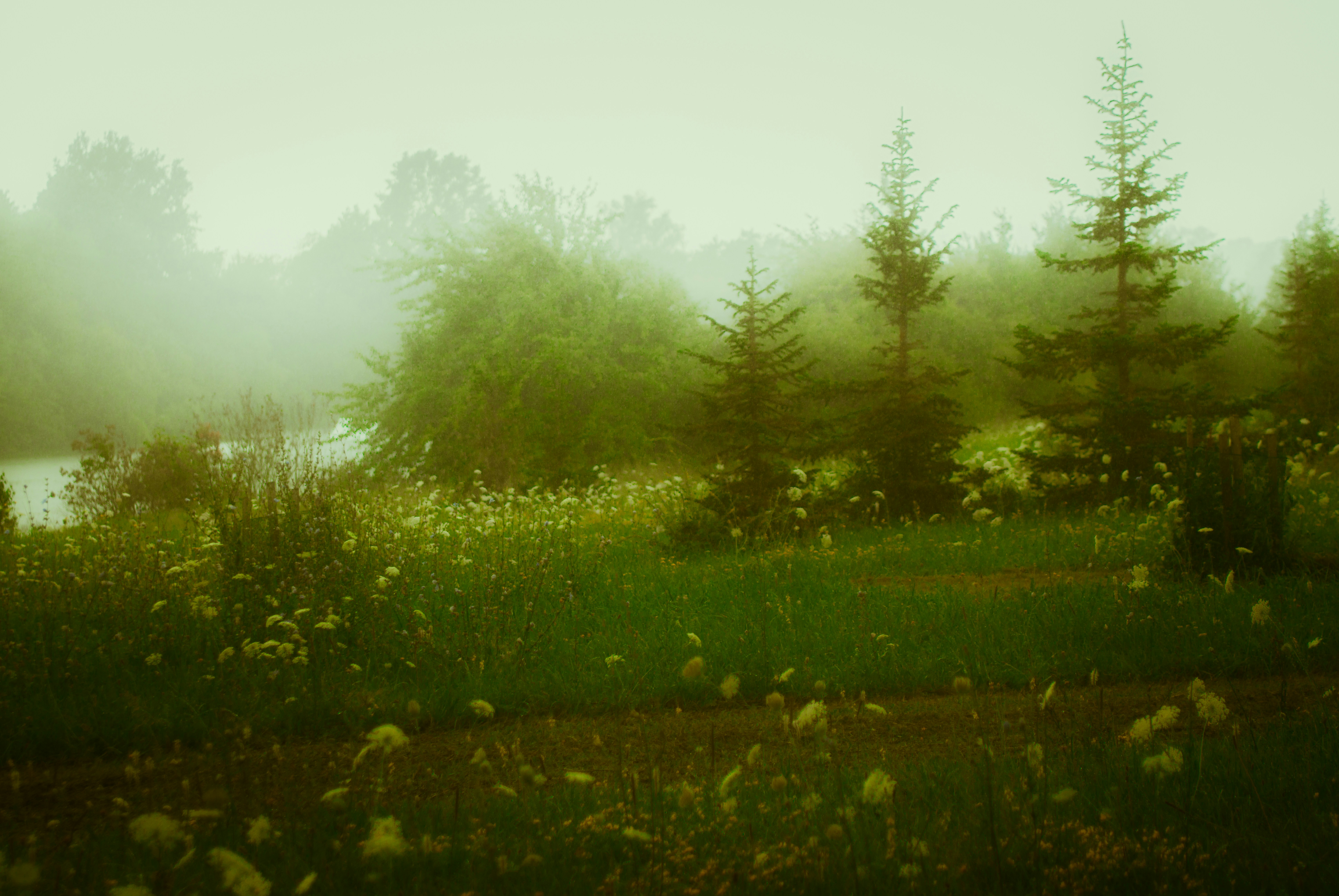 Whispers of the Misty Meadow