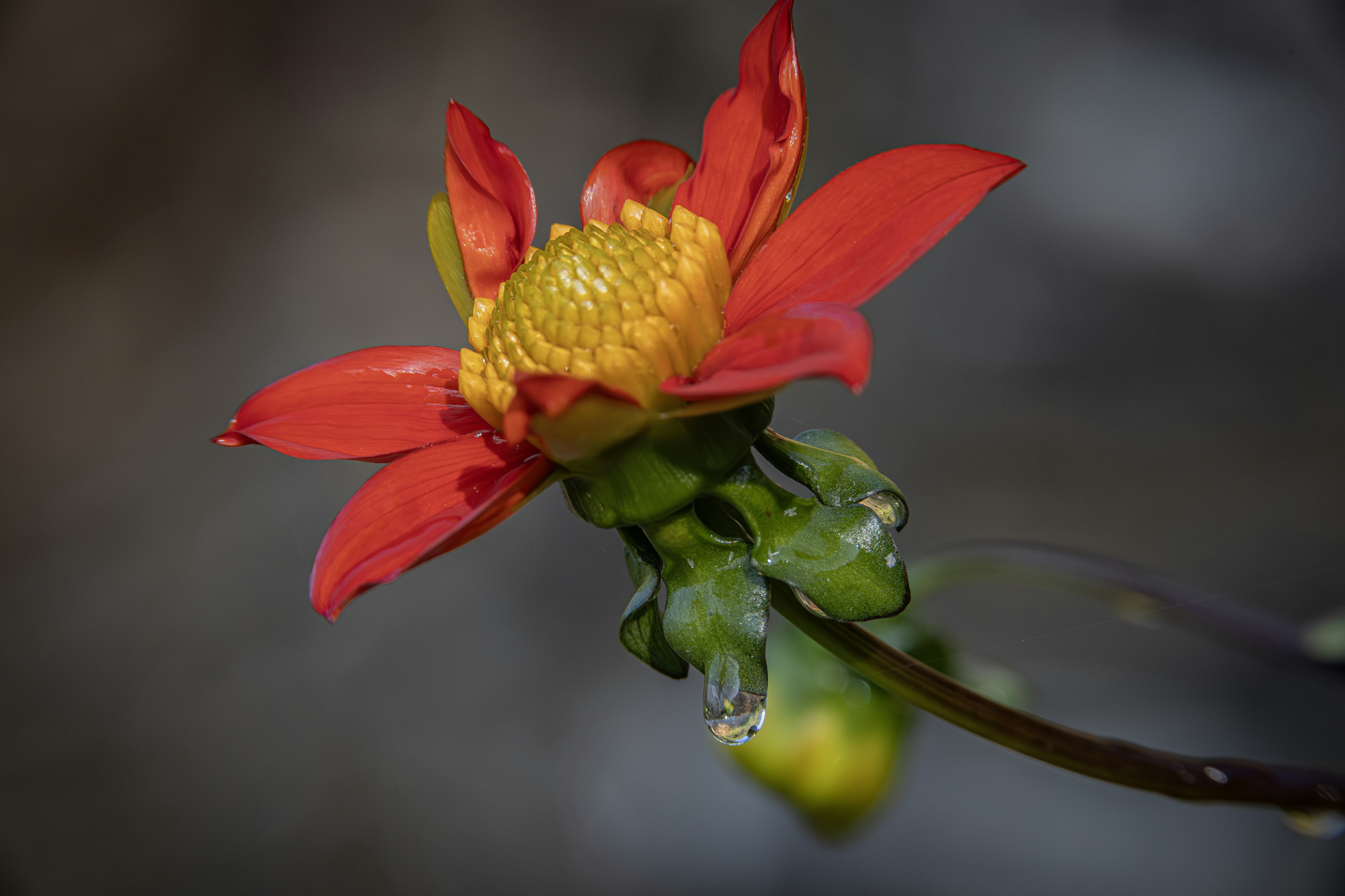 Vivid Blossom: Nature's Palette Unveiled