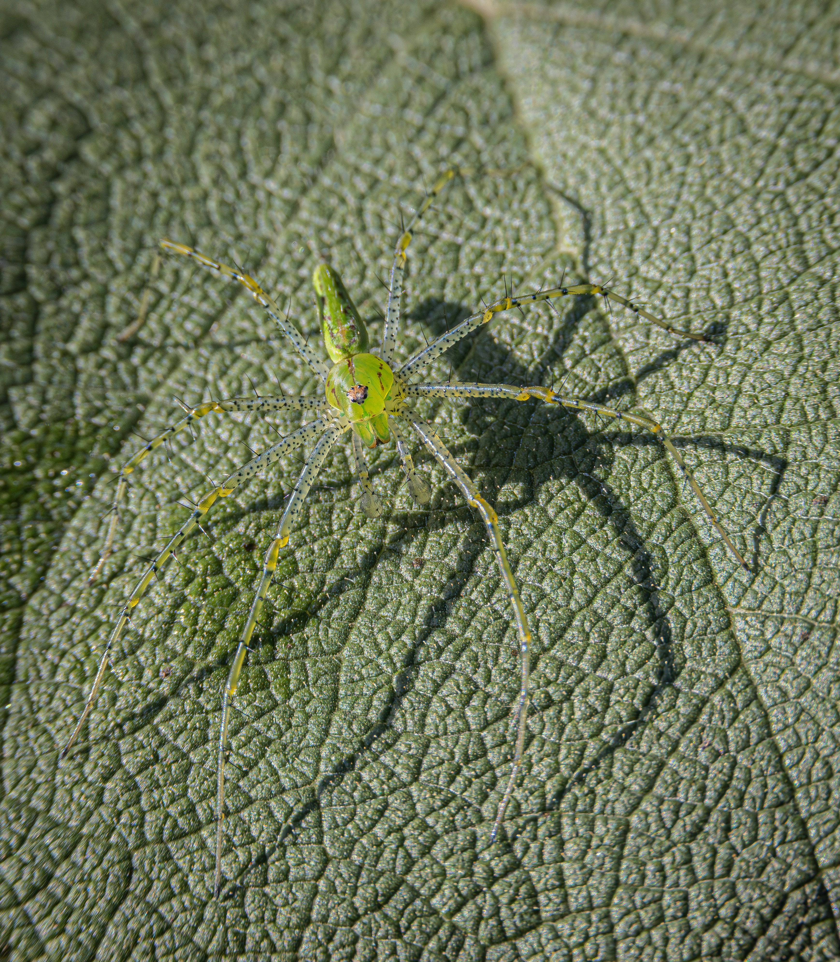 Emerald Crab Spider on a Veined Leaf: Macro Portrait of a Tiny Green Hunter