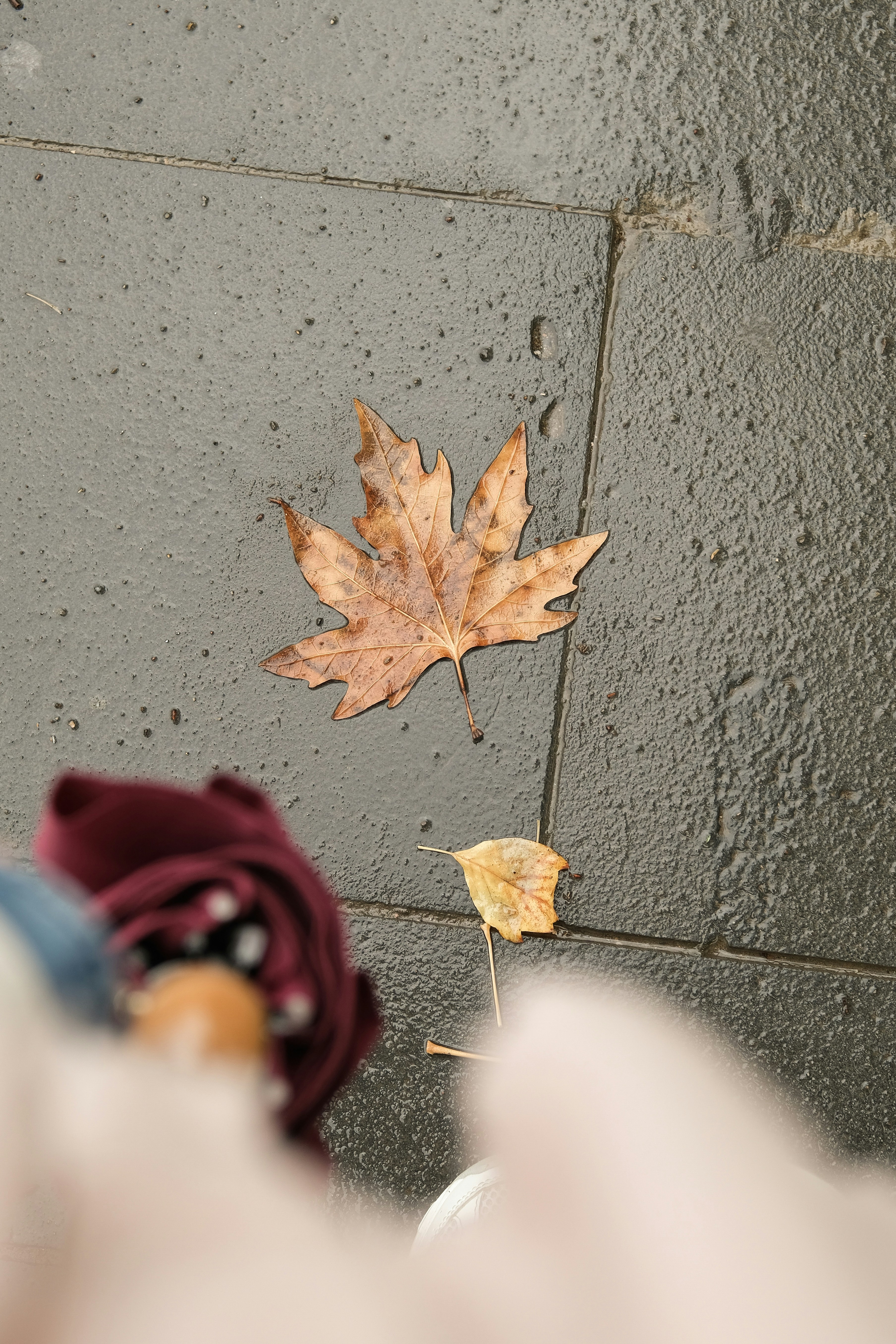 Autumn's Whisper Beneath Our Feet