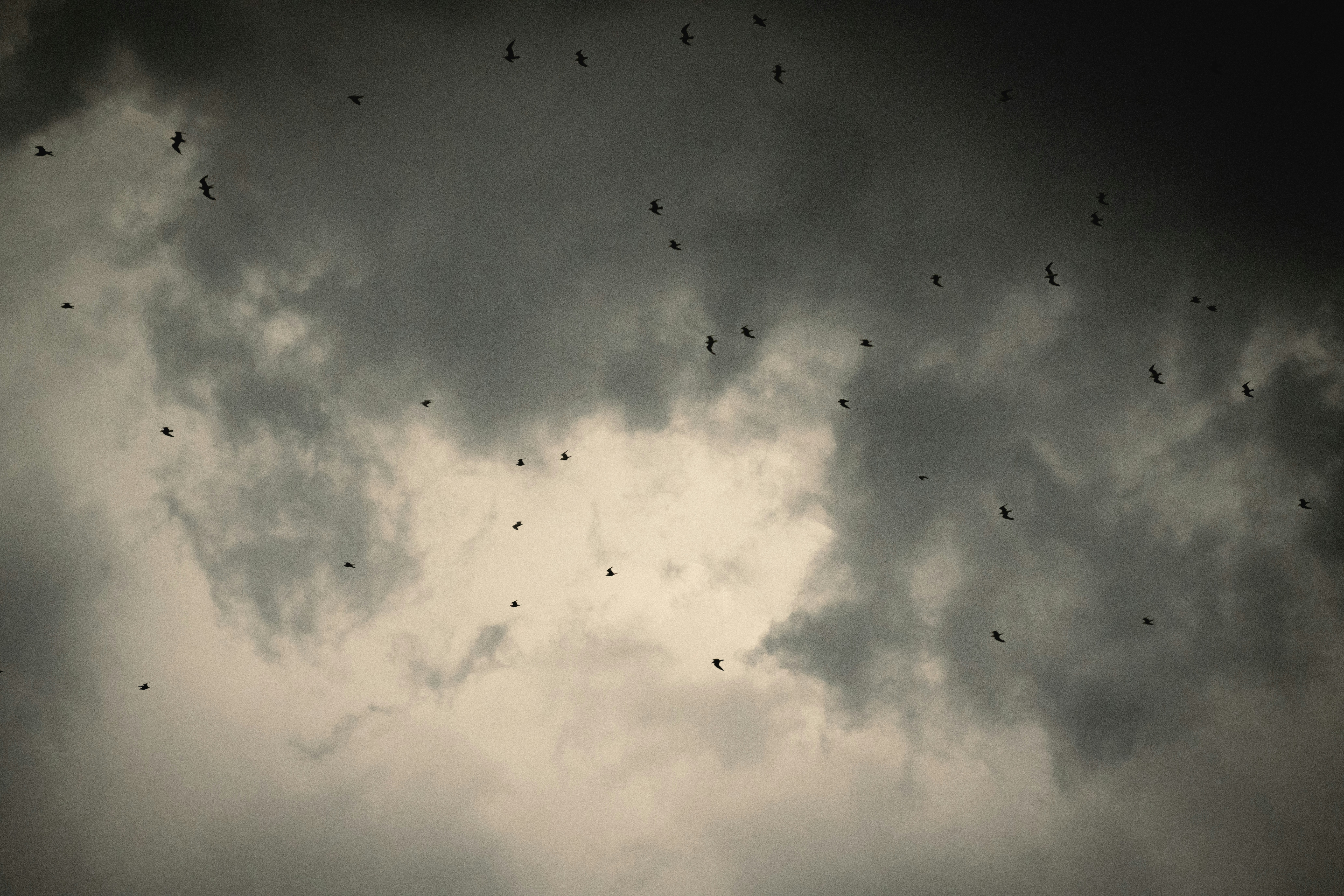 Flock of birds flying in a cloudy sky