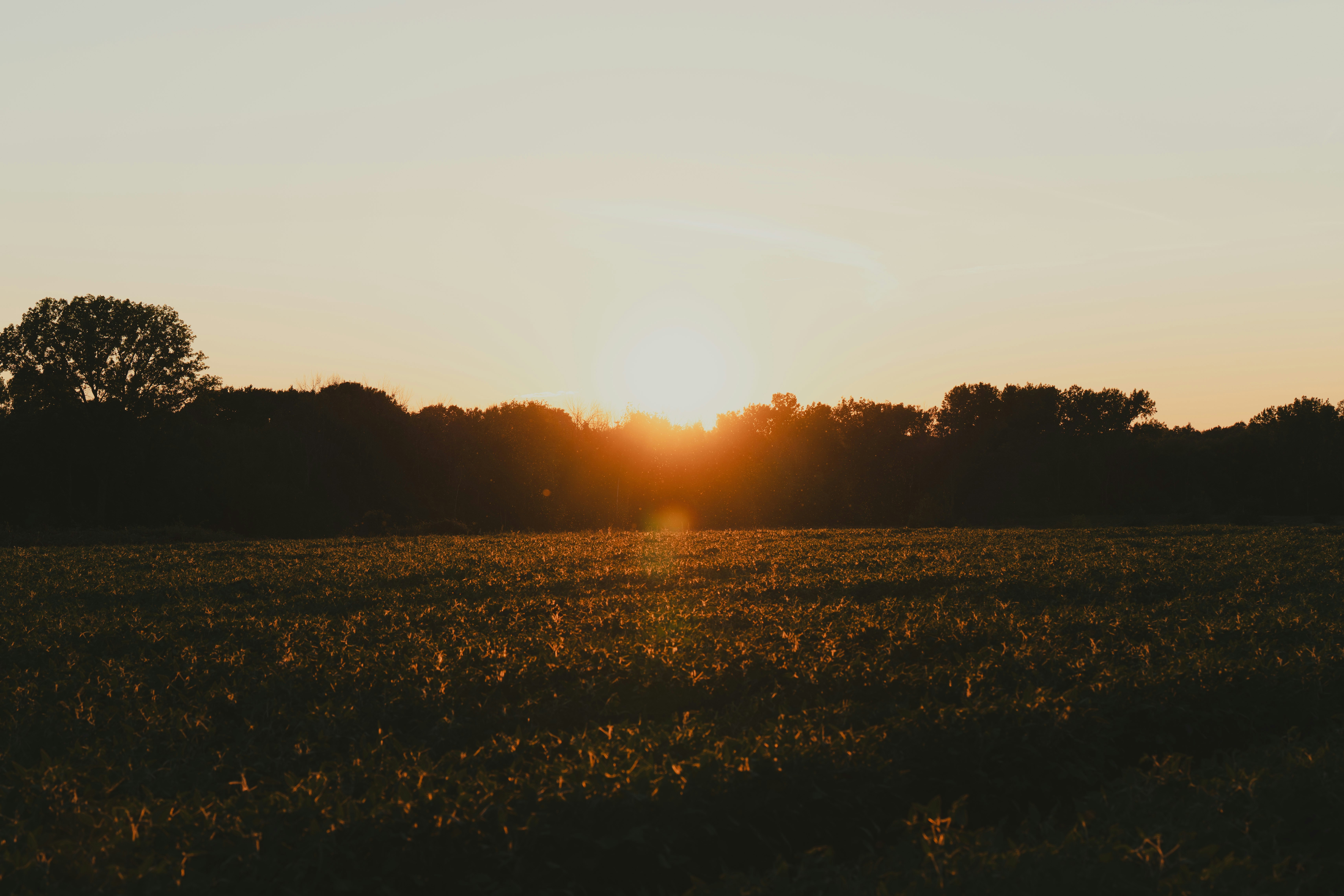 Sunset over a field with trees