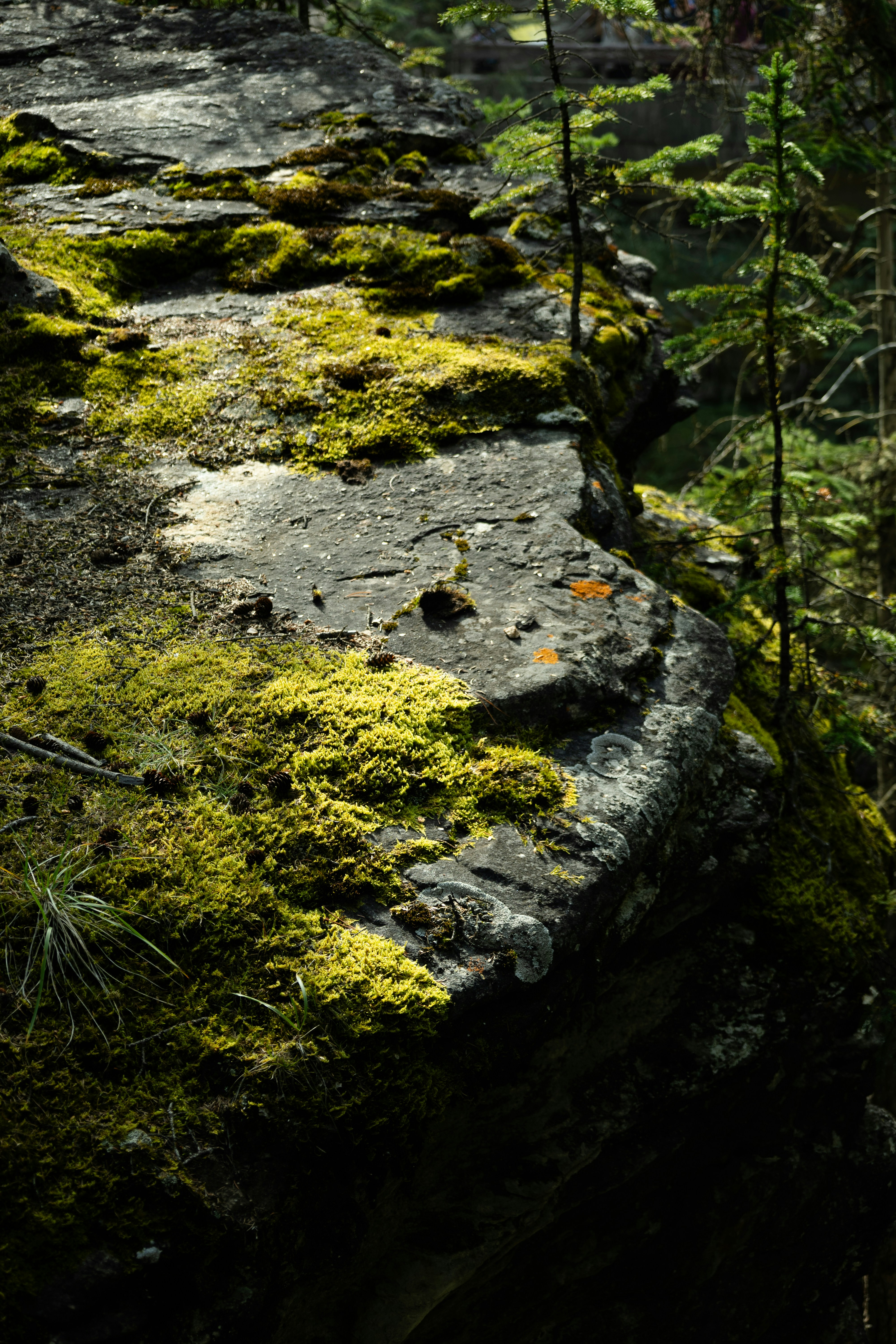 Nature's Green Tapestry: A Rock's Embrace