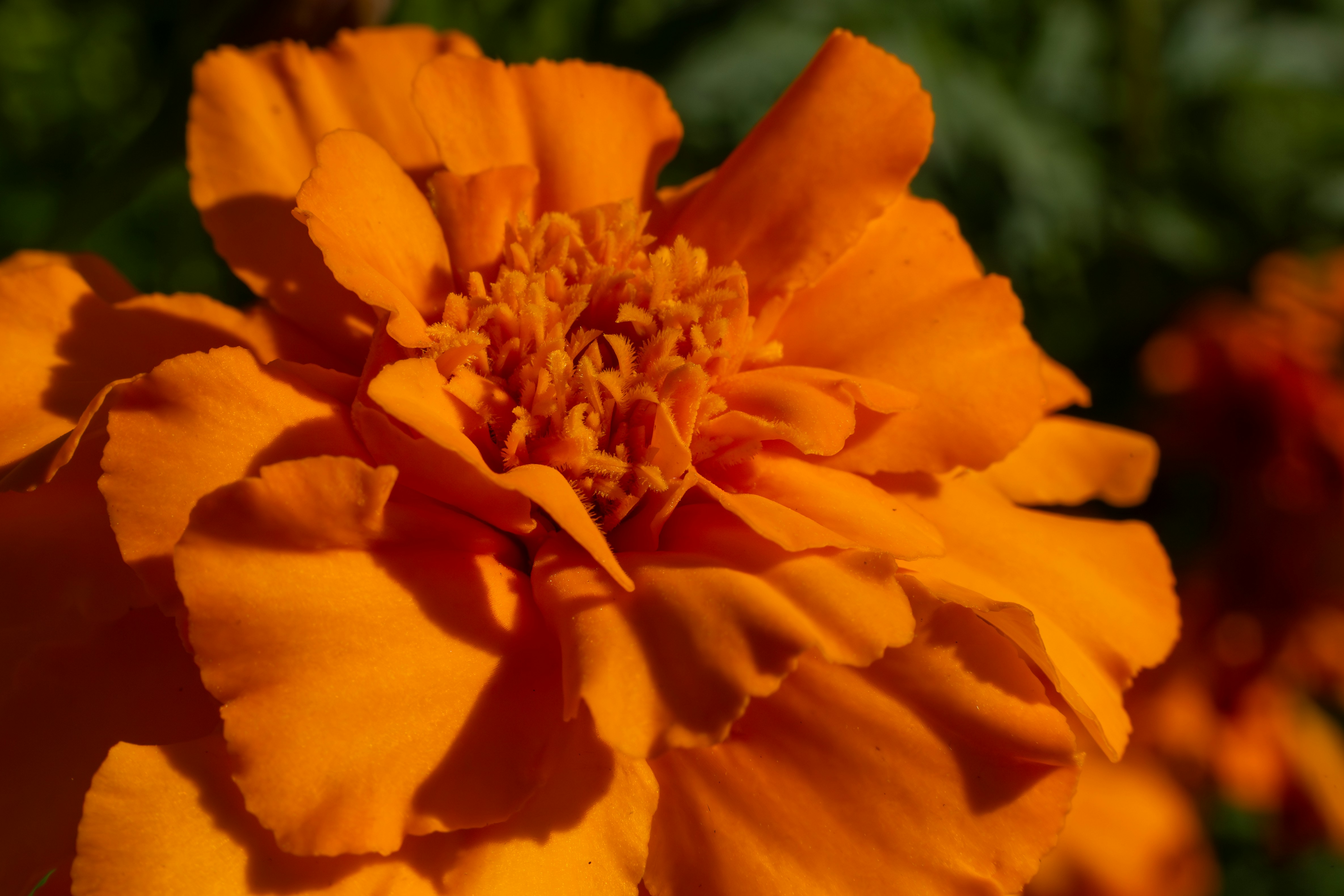 Close-up of a vibrant orange marigold flower.