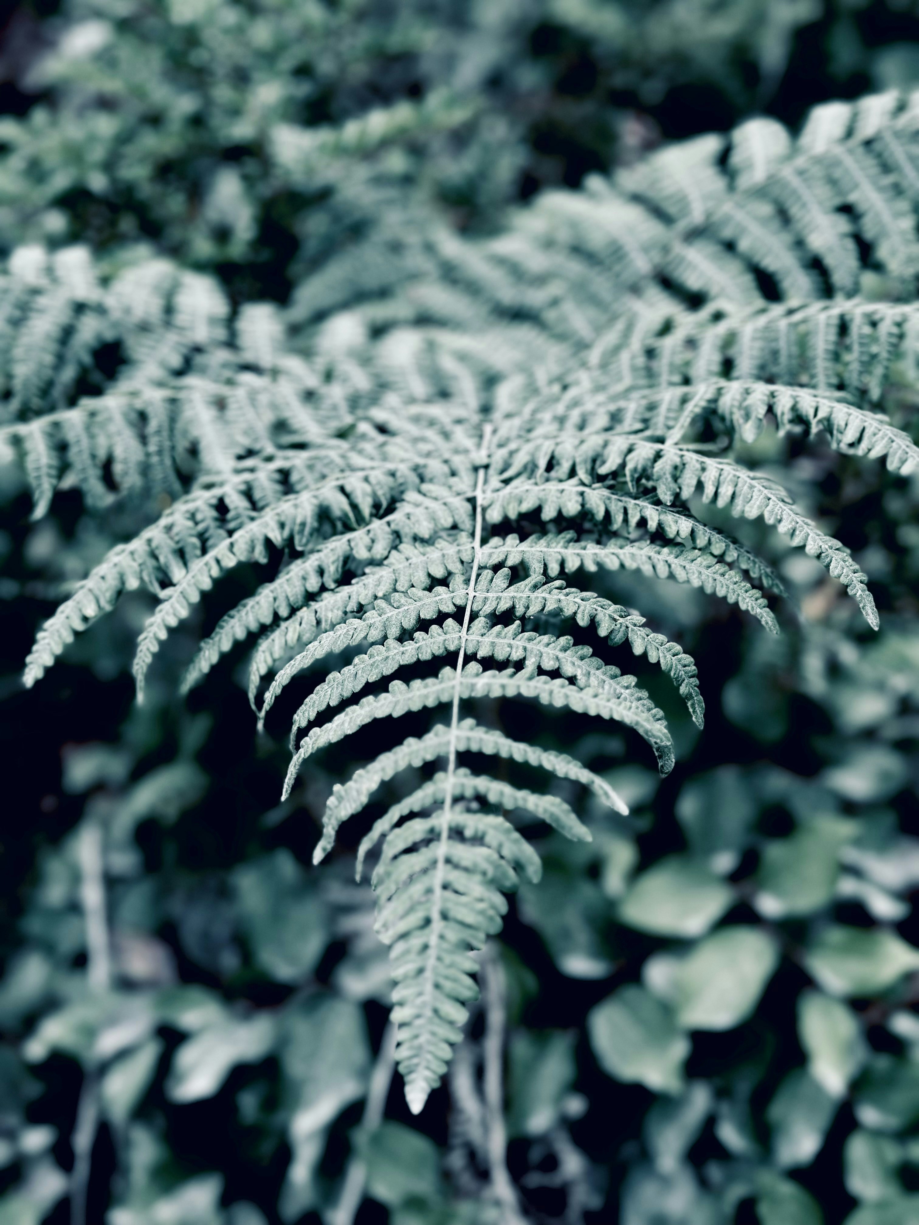 Whispers of Nature: The Fern's Elegance