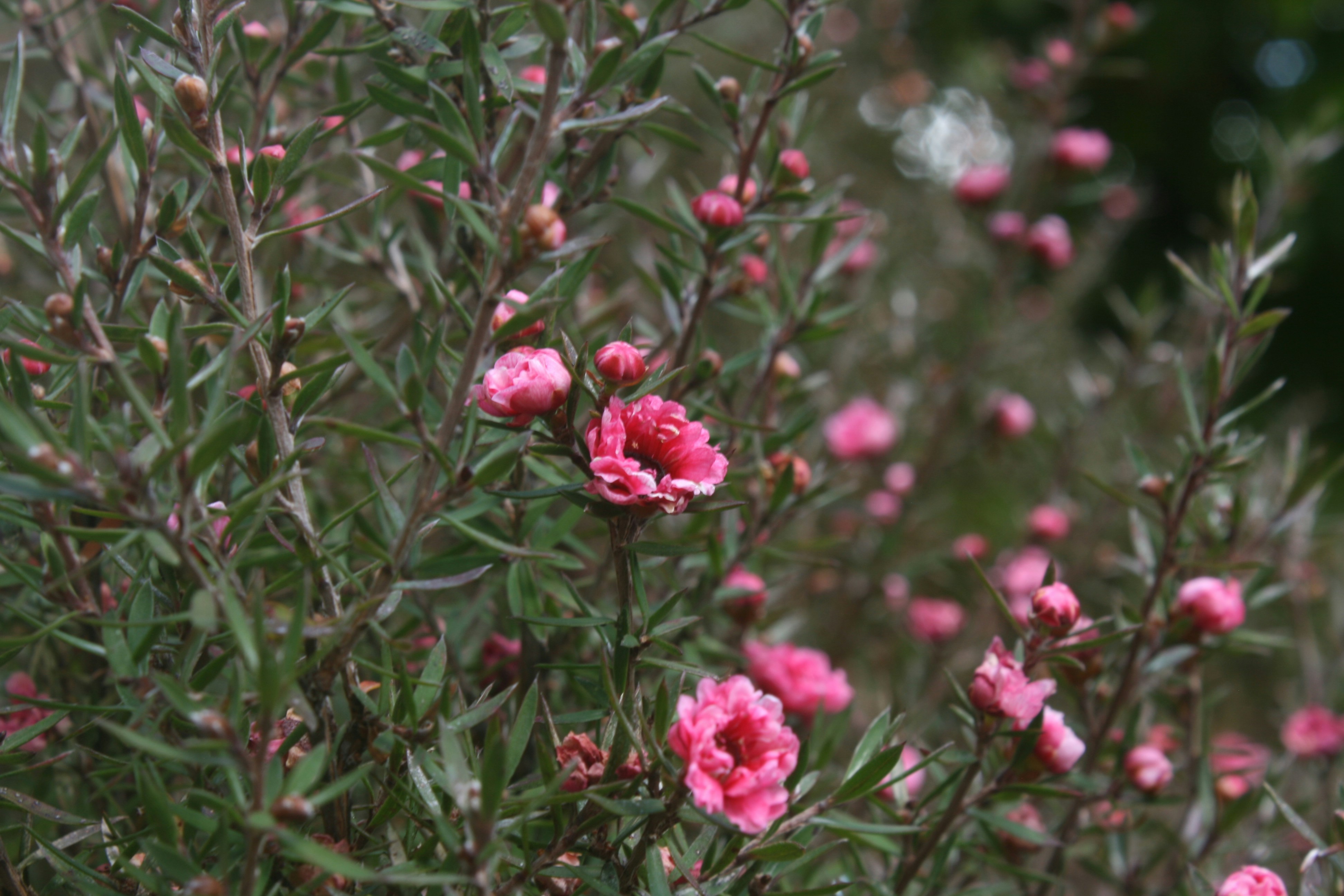 A bush with small pink flowers and green leaves.