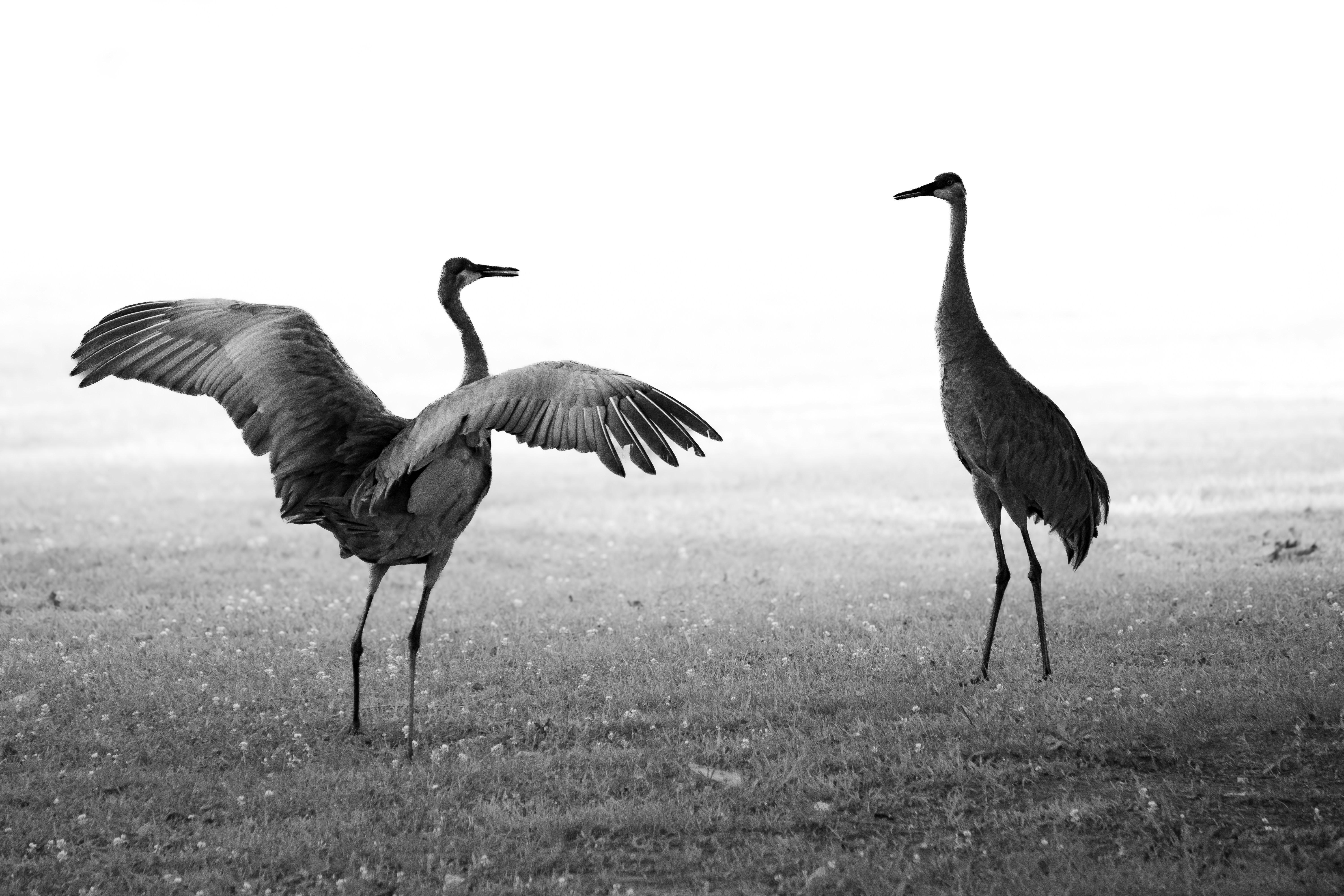 Elegance in Motion: A Dance of Cranes