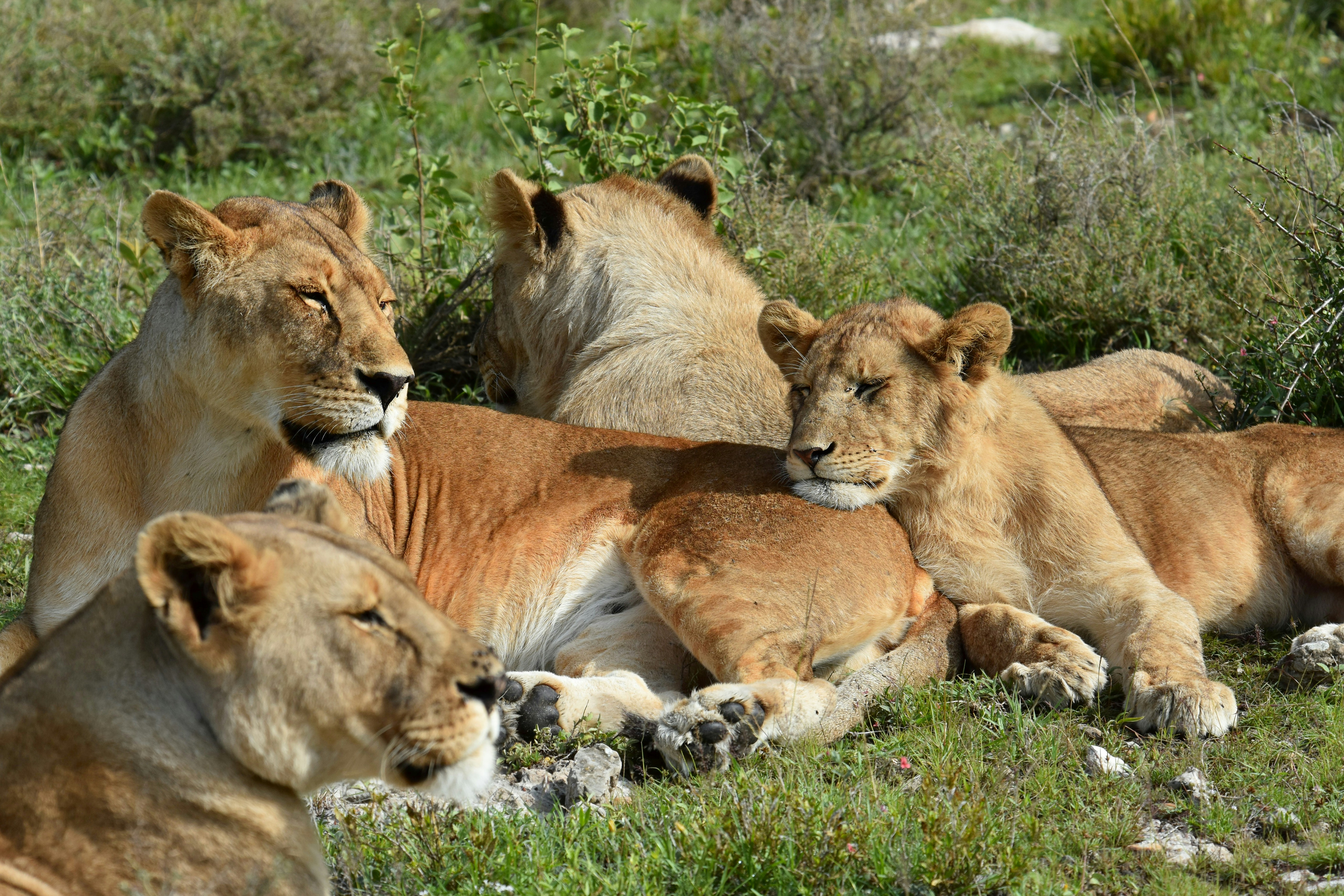 Group of lions resting together in a lush green landscape, showcasing their social nature and tranquil environment.