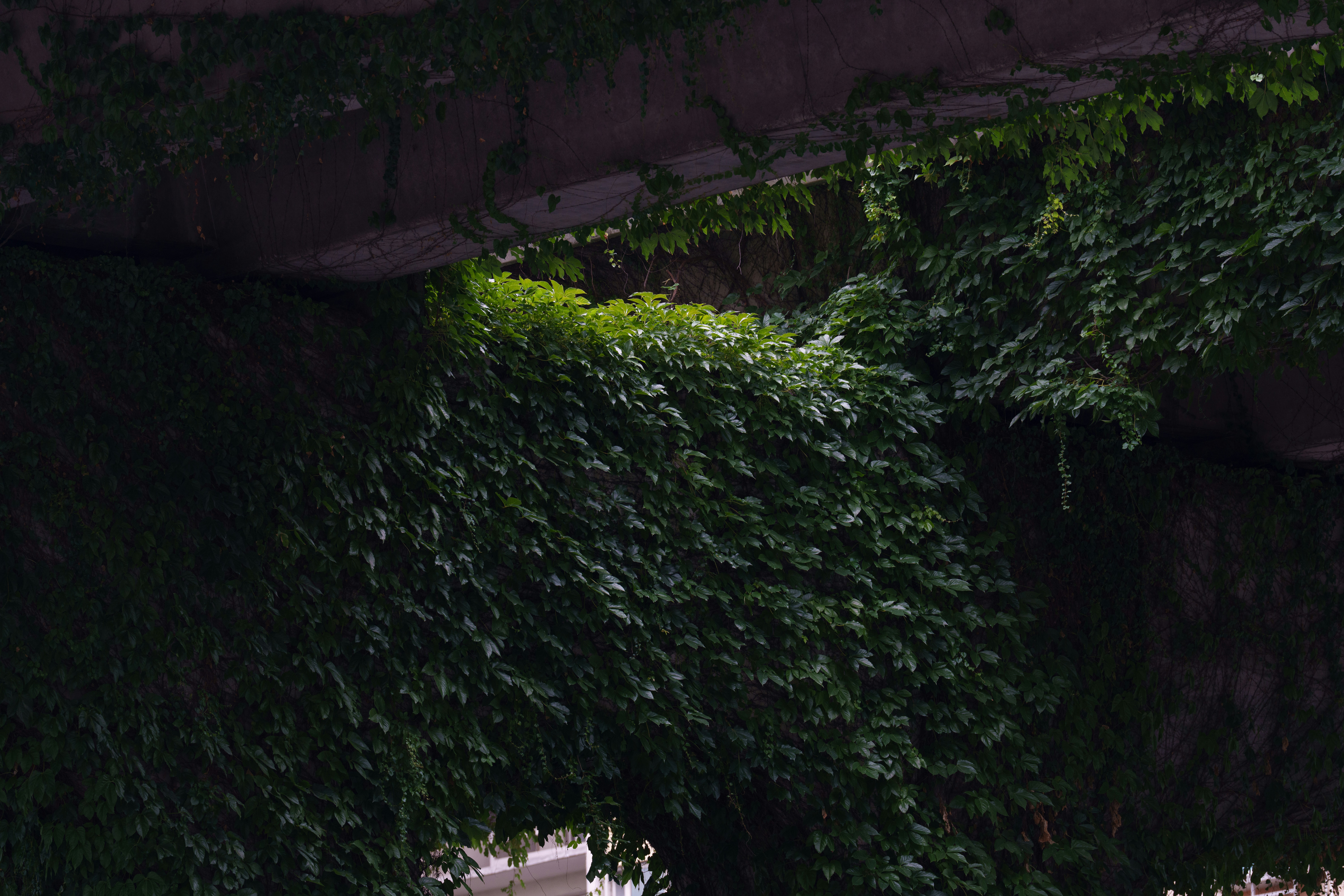 Ivy Veil Over a Quiet Archway