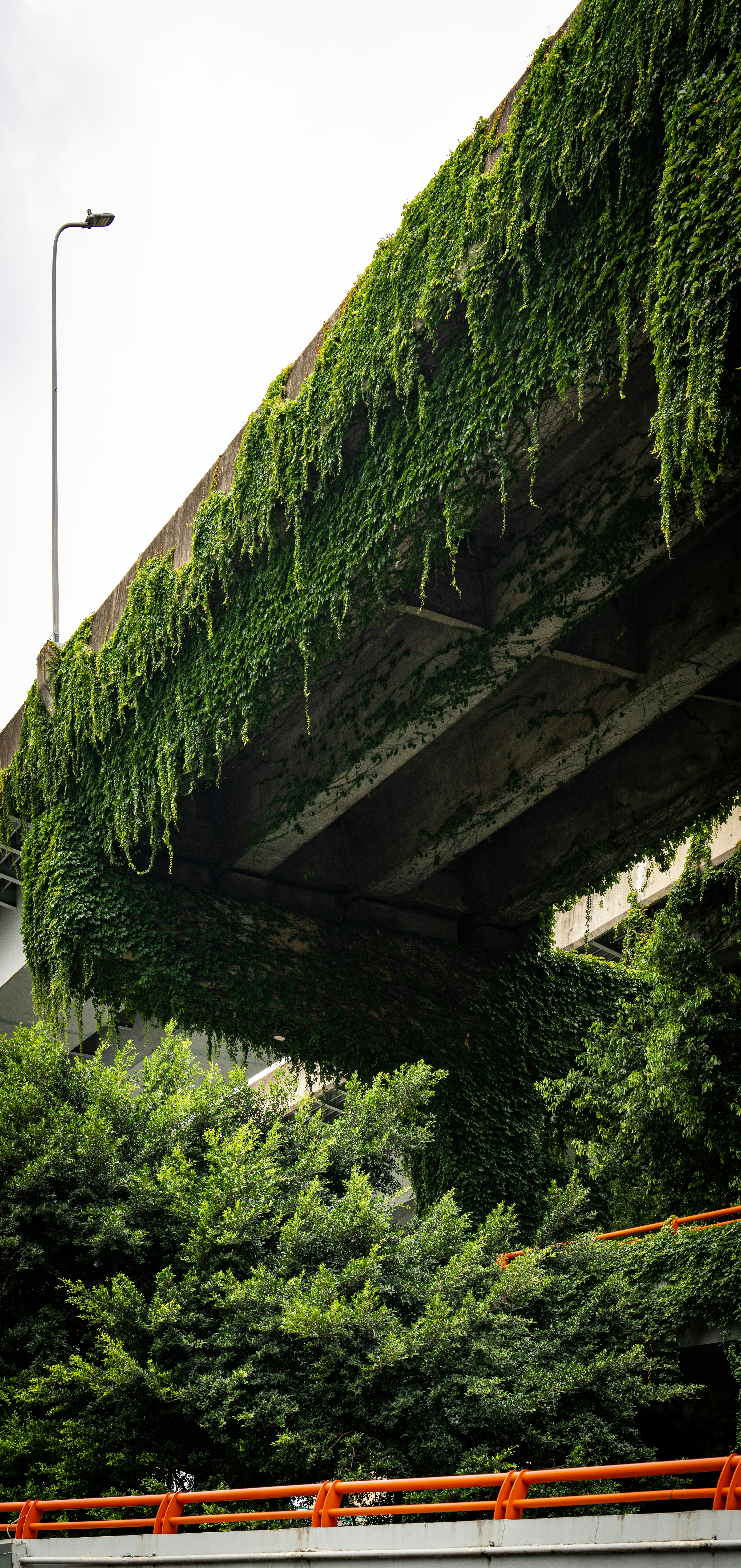 Ivy Curtain Draped Across a Concrete Overpass