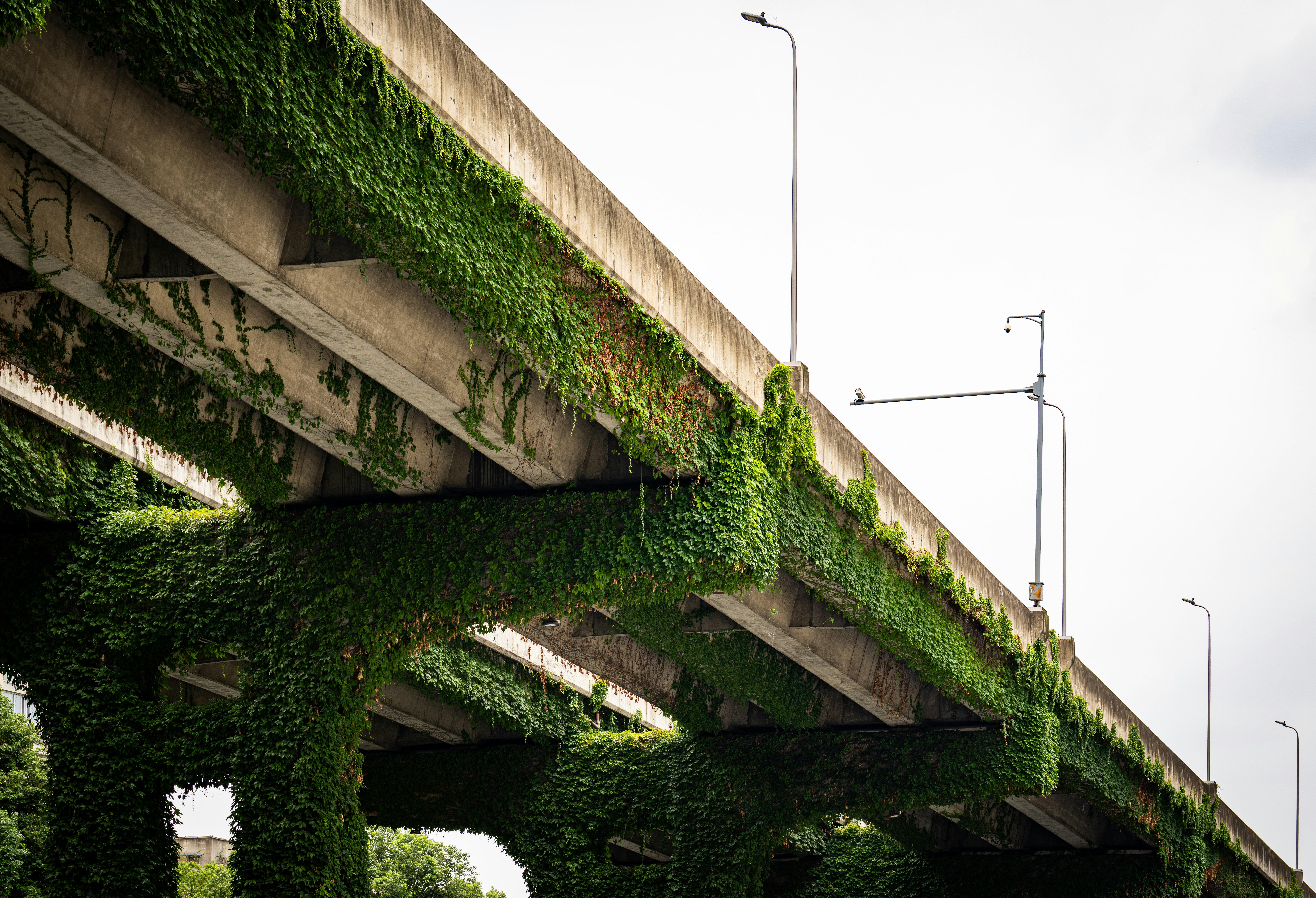 Concrete overpass covered in lush green ivy plants
