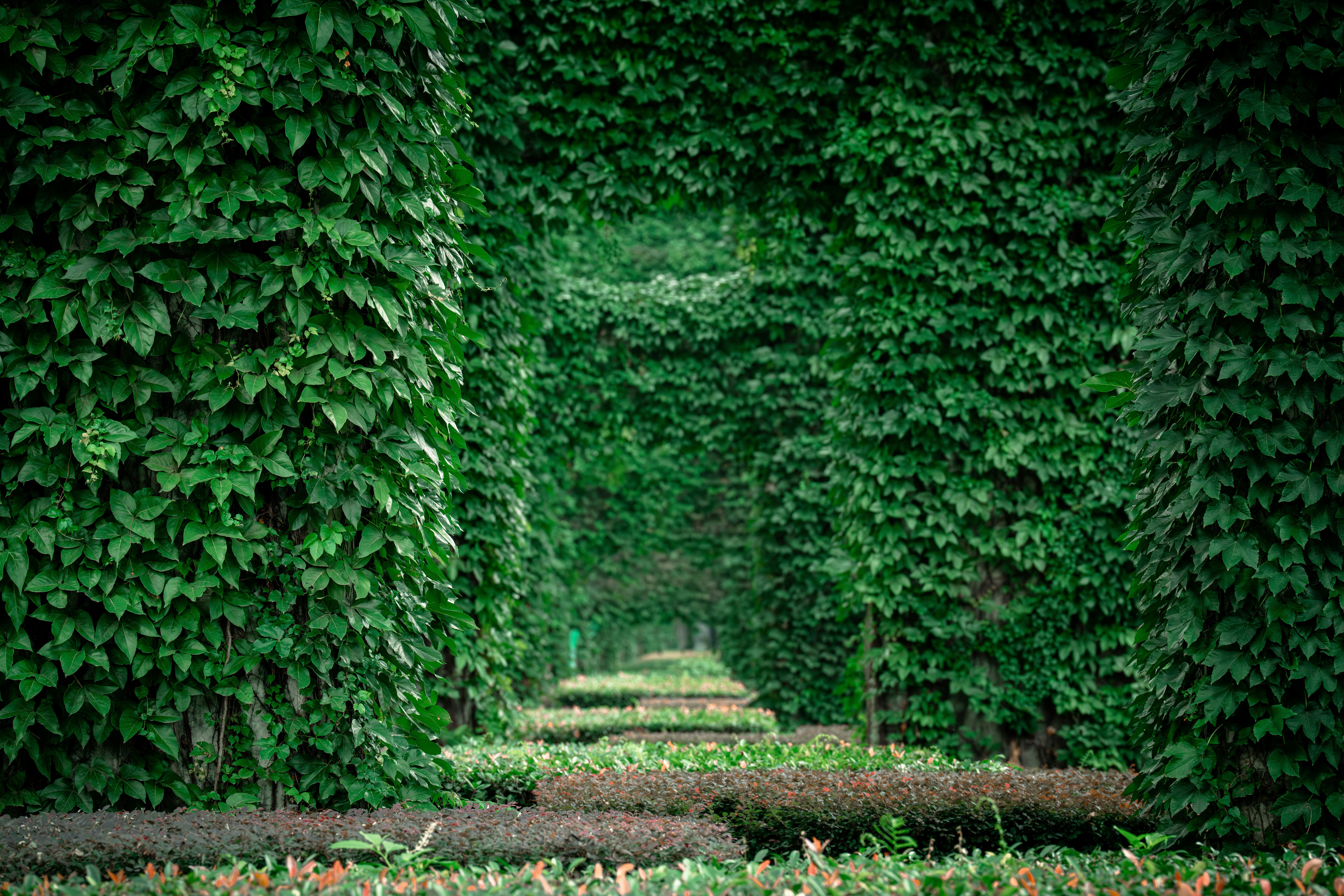 A lush green garden path lined with tall hedges. photo – Free Green ...