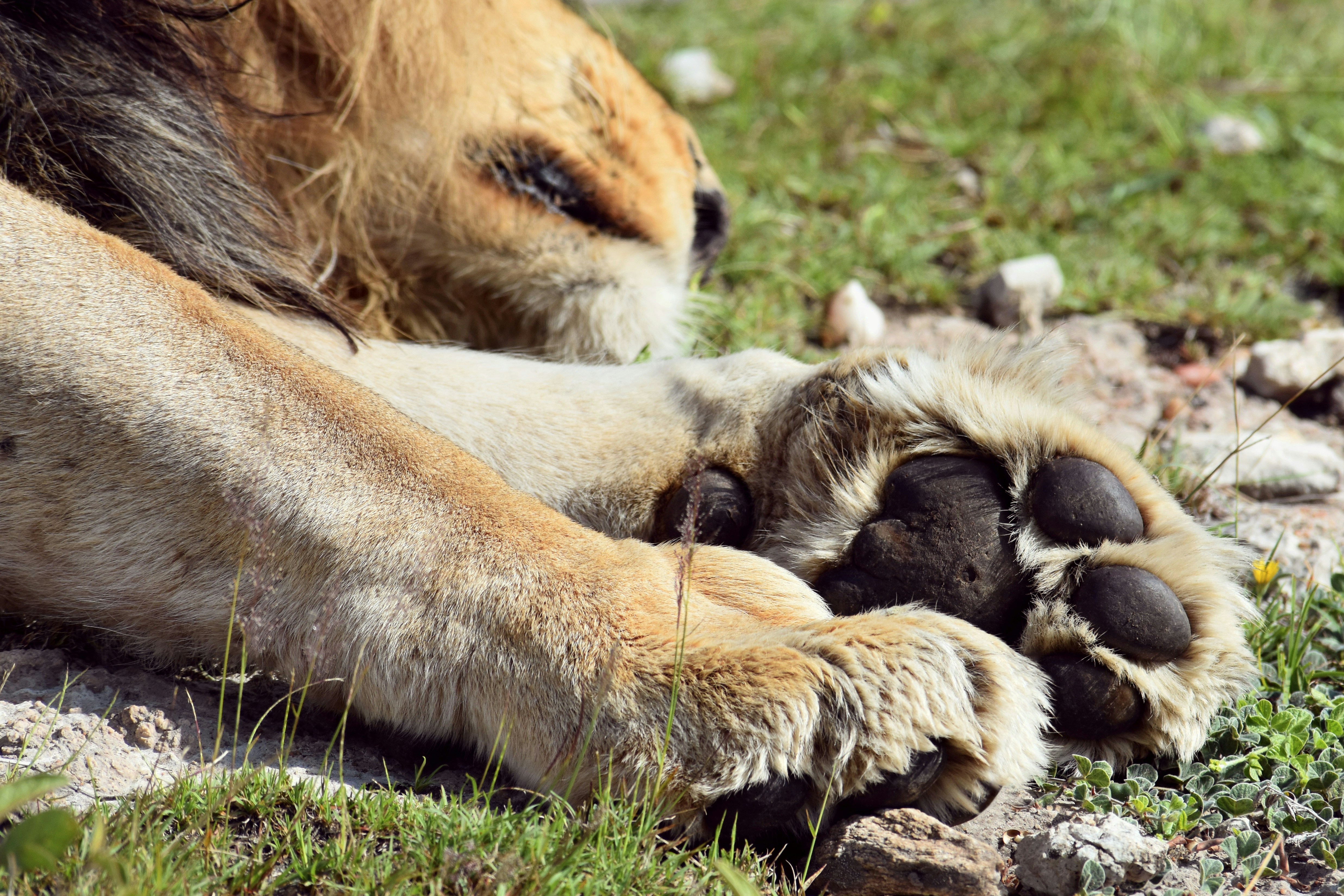 Close-up of a lion's paw resting on the ground, showcasing its powerful claws and soft pads amidst a natural setting.