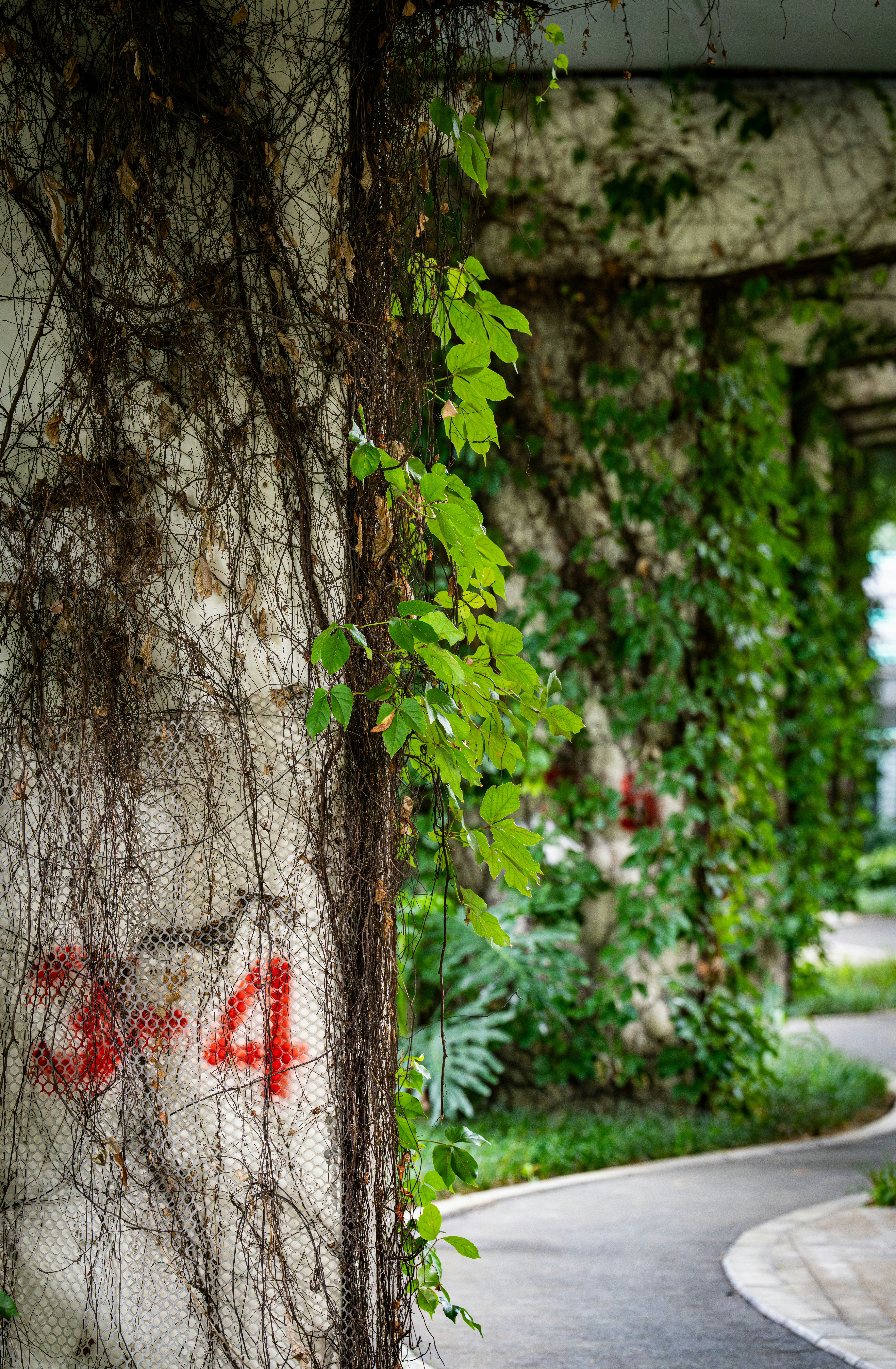 Ivy covered wall with red numbers next to pathway