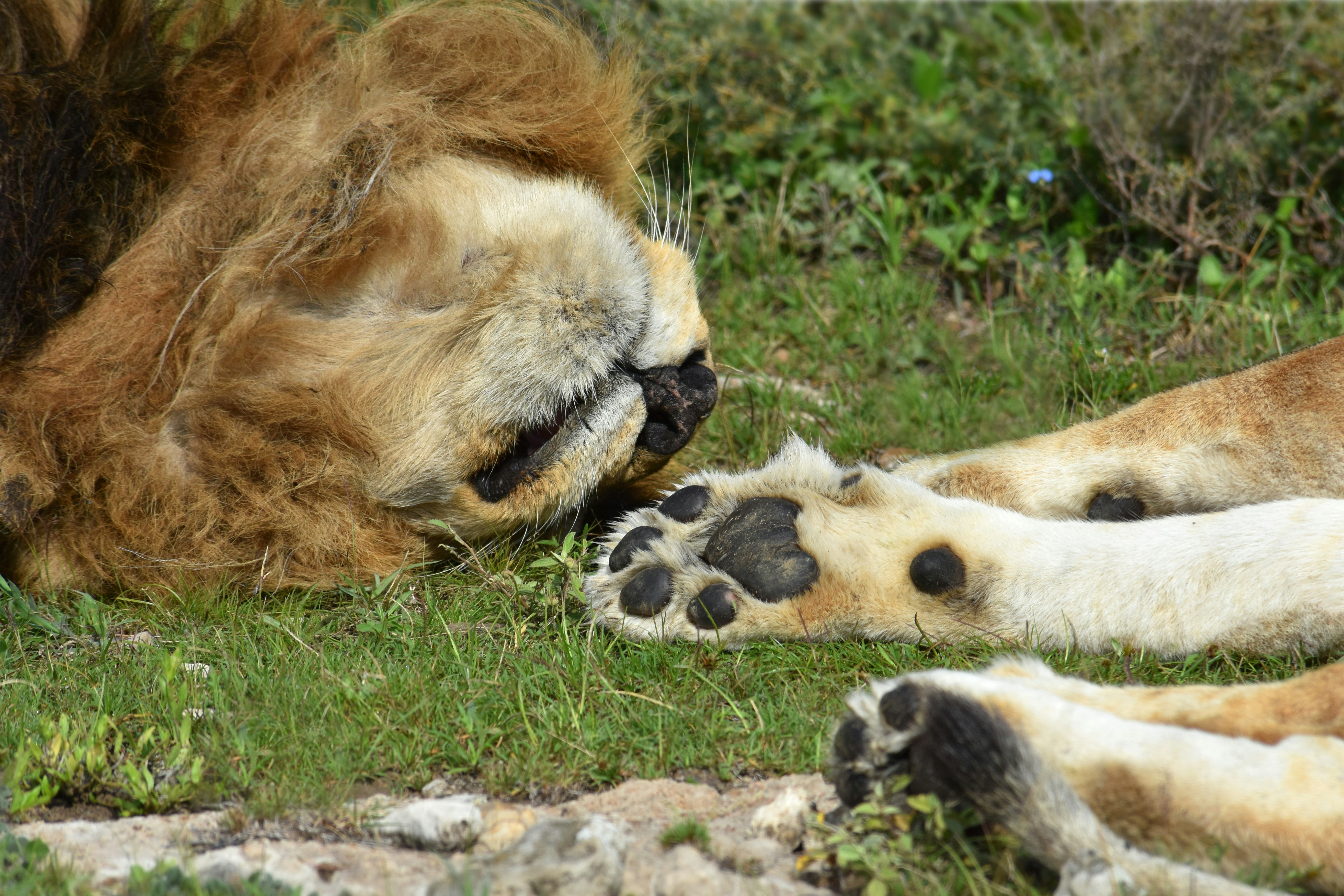 A lion peacefully resting on the green grass, showcasing its majestic mane and powerful paws.
