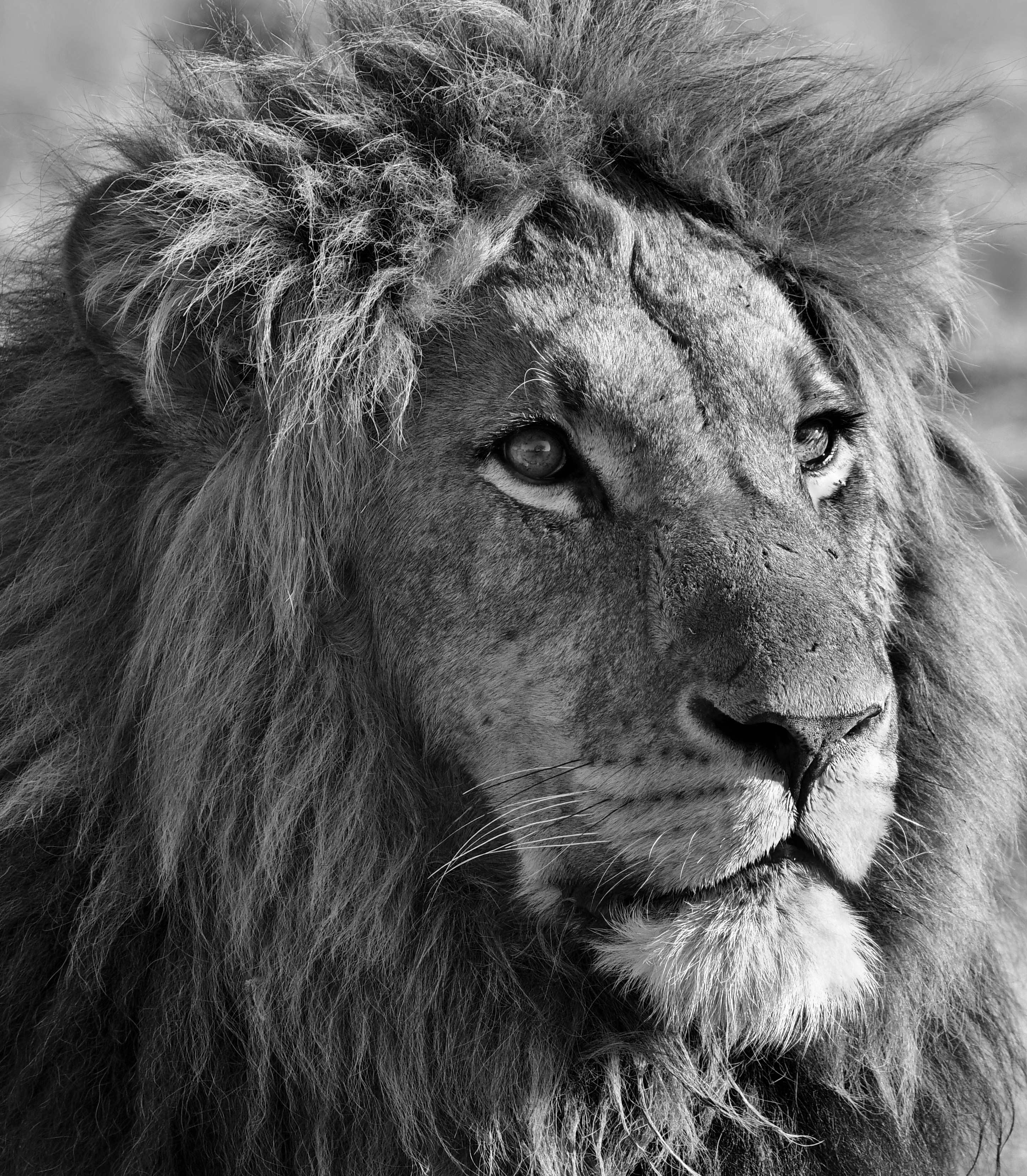 Close-up of a lion's face in black and white, showcasing its majestic mane and piercing eyes. The image conveys a sense of strength and nobility.