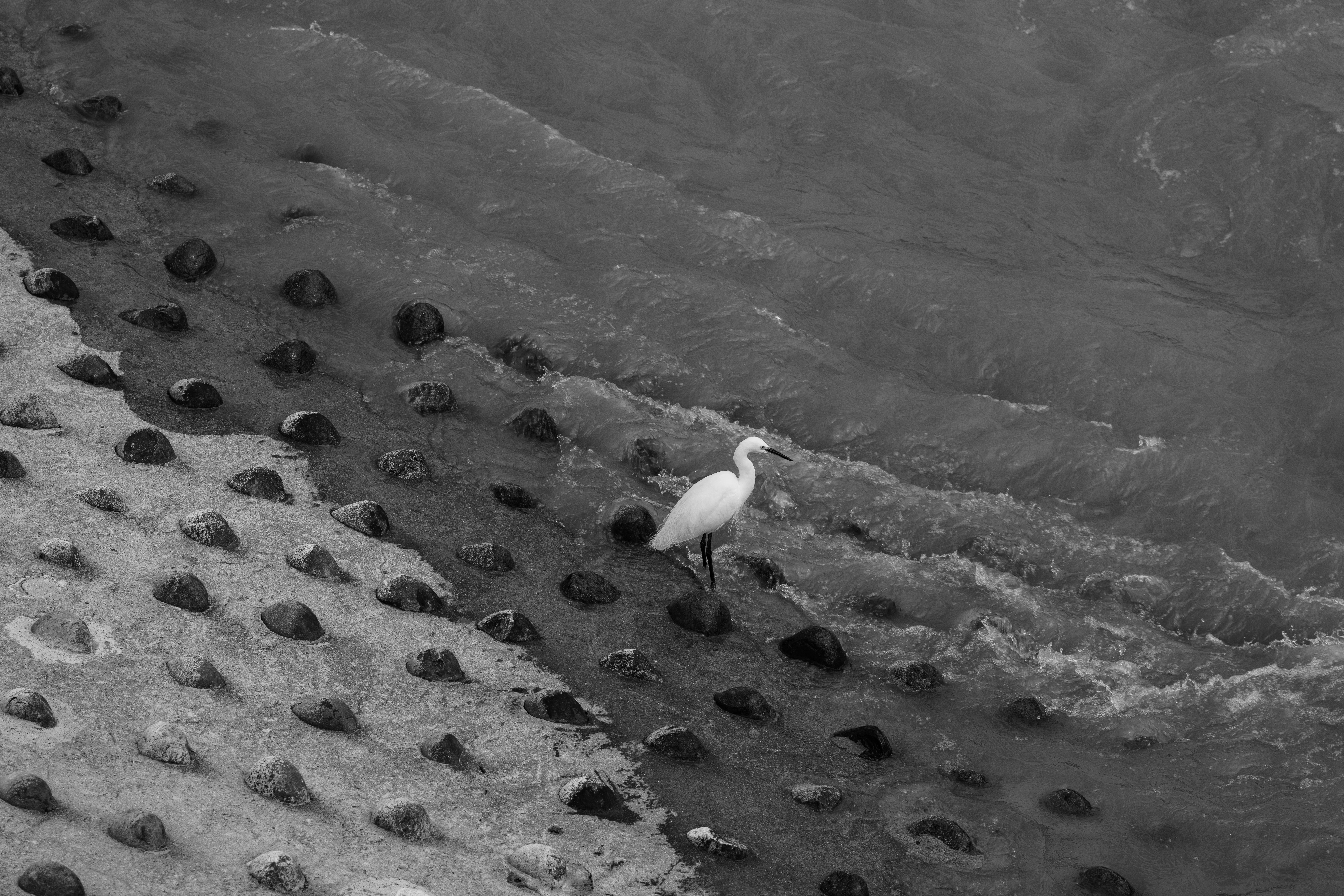 A white egret stands on rocks by the water.