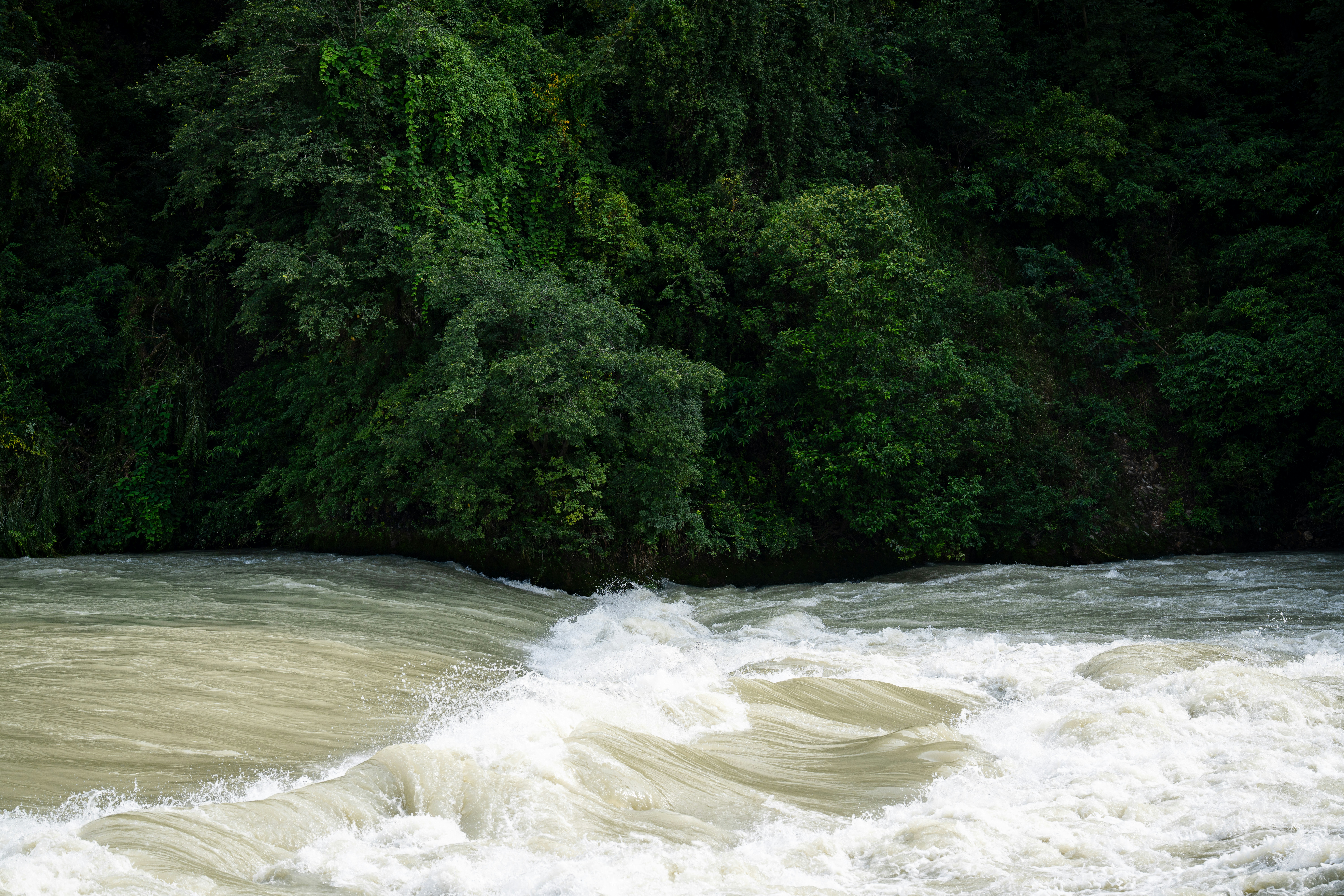 Fast-flowing river with lush green forest background