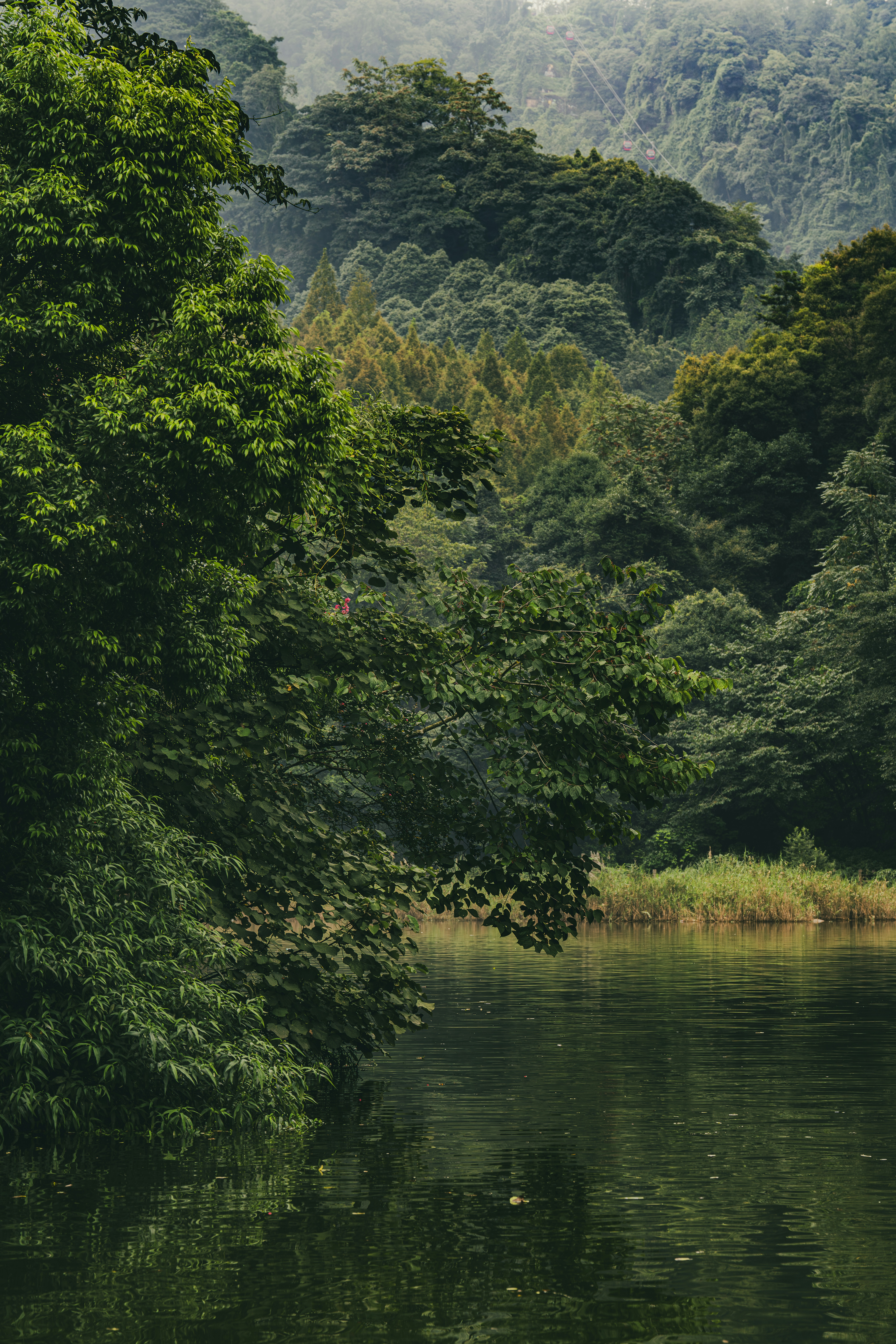 Lush green forest slopes beside a calm lake.