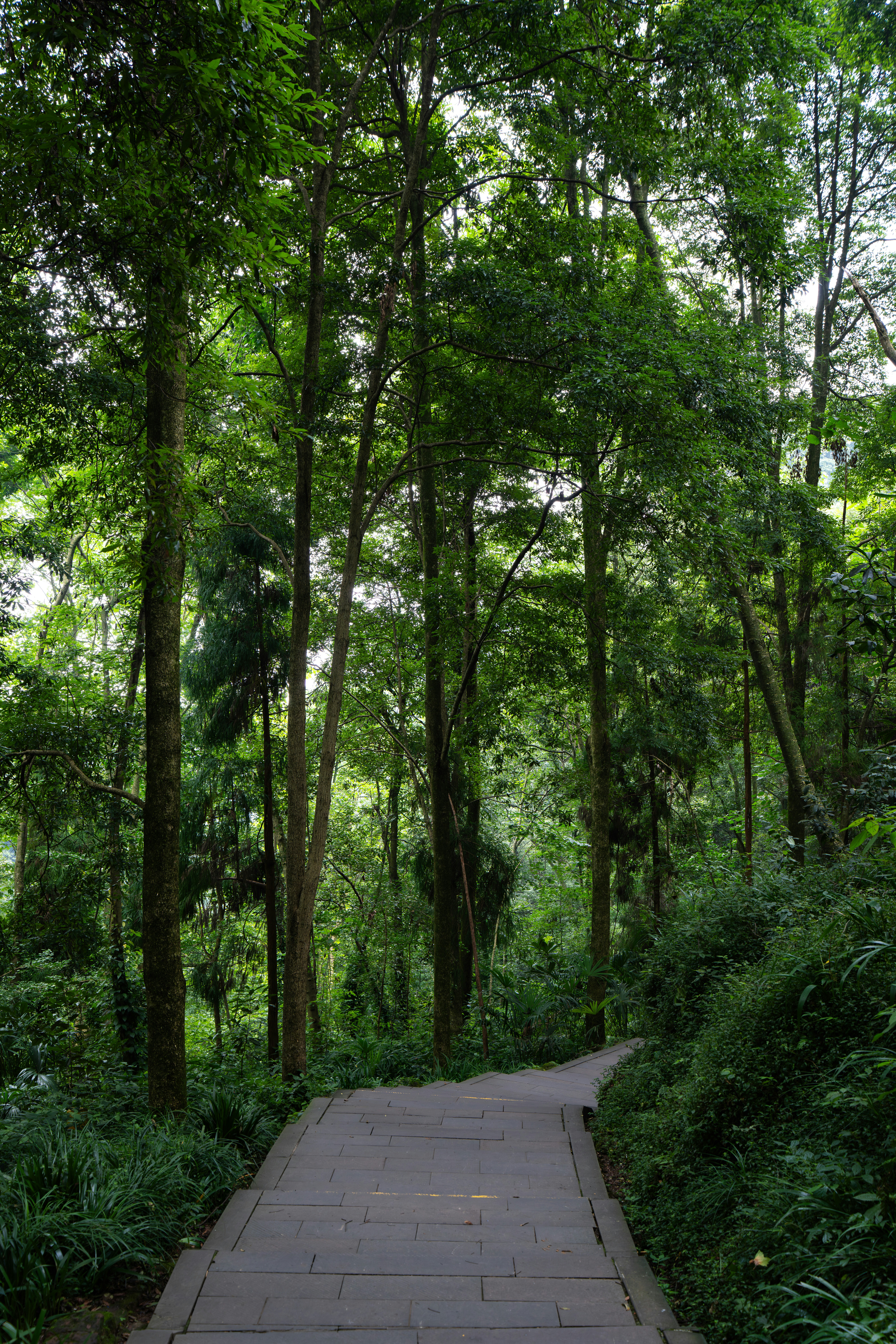 Photo by Declan Sun with Sony Alpha 7R V