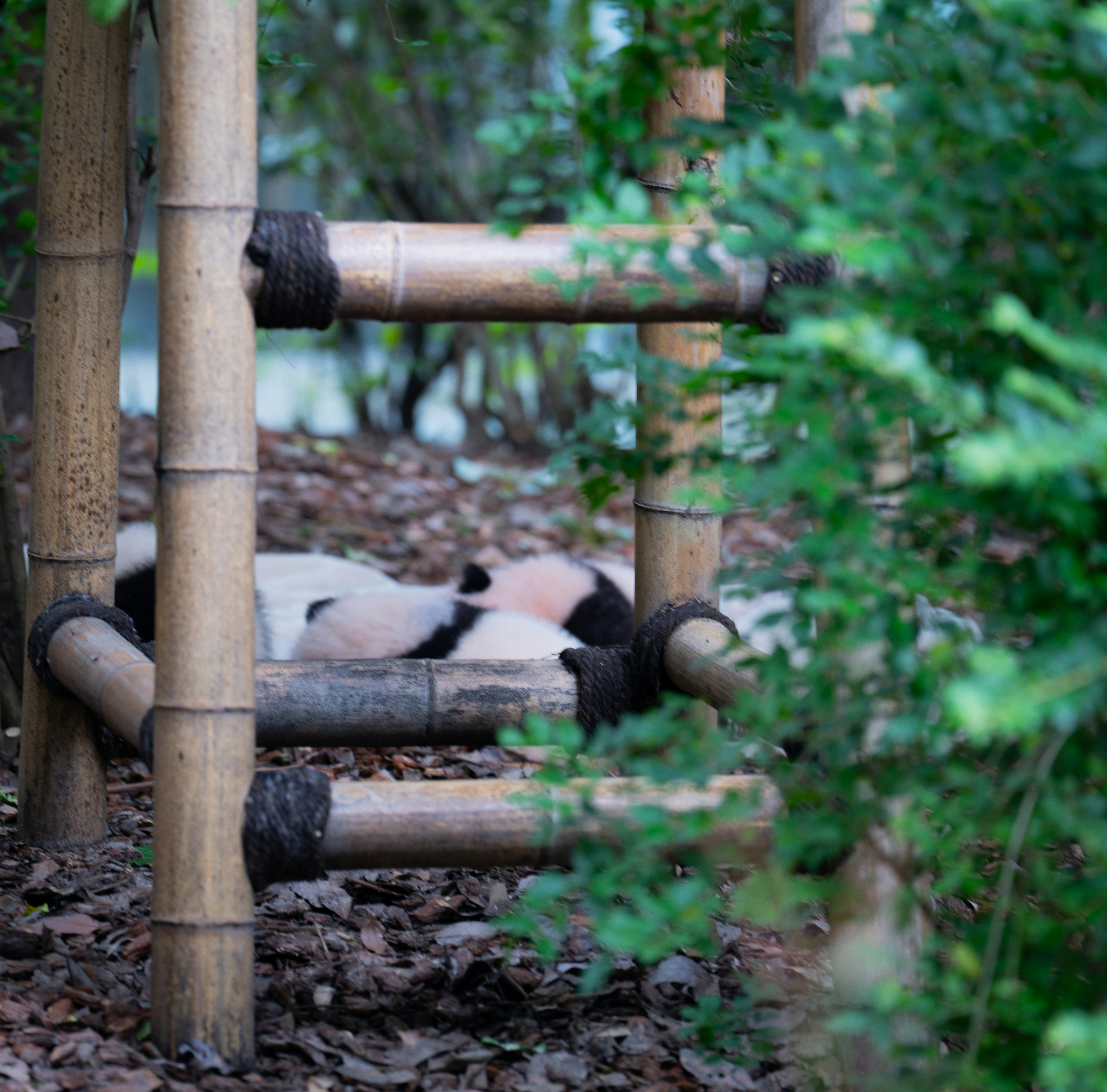 Photo by Declan Sun with Sony Alpha 7R V