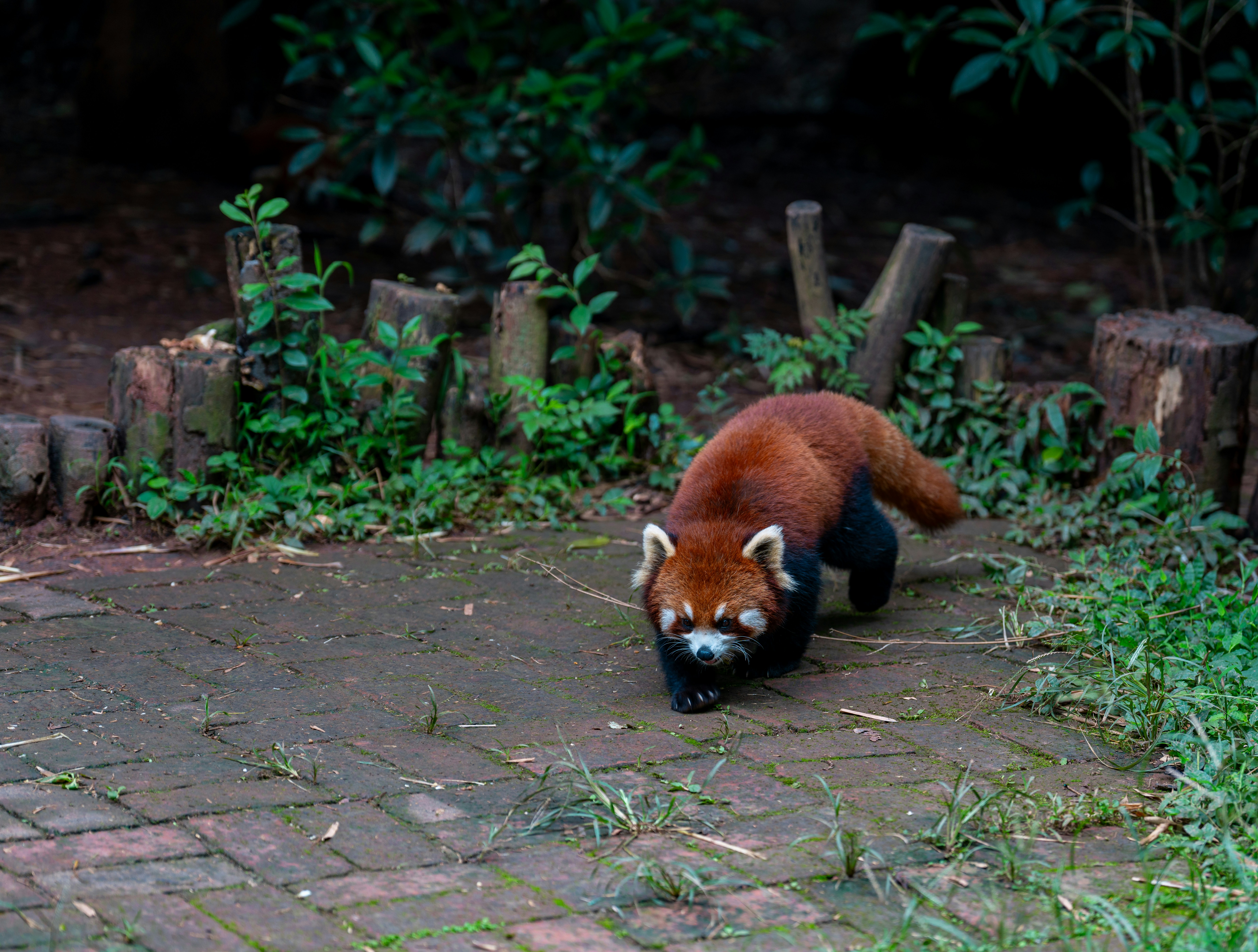 Curious Red Panda on a Brick Path: A Quiet Garden Foray